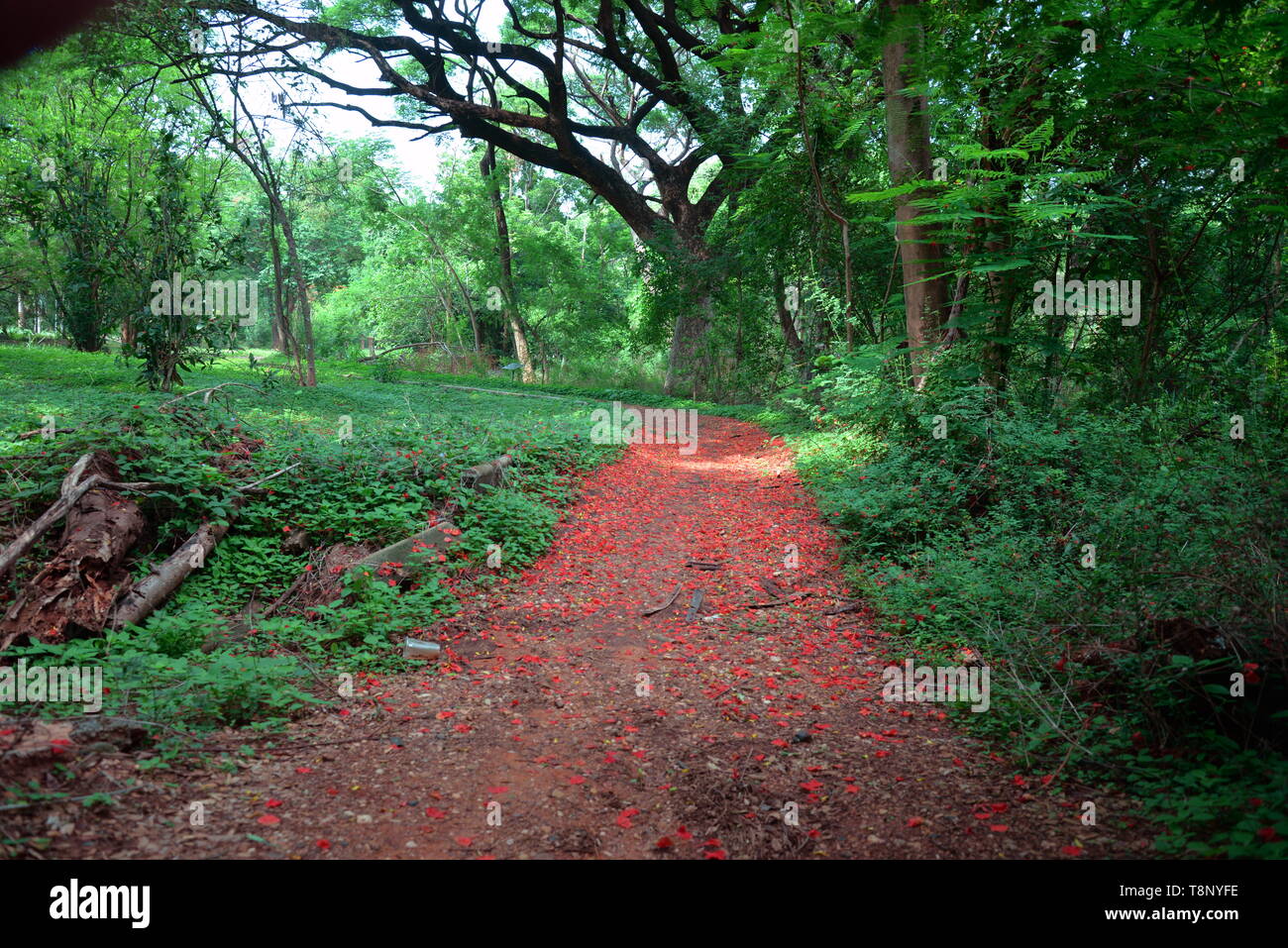 Red path through a forest, pasakdek Stock Photo - Alamy