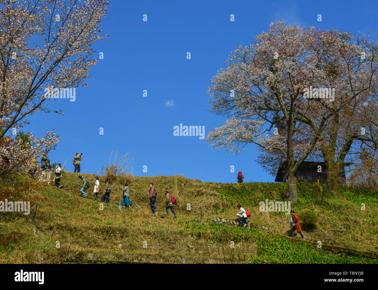 Yoshino, Japan - Apr 12, 2019. People enjoying cherry blossom in ...