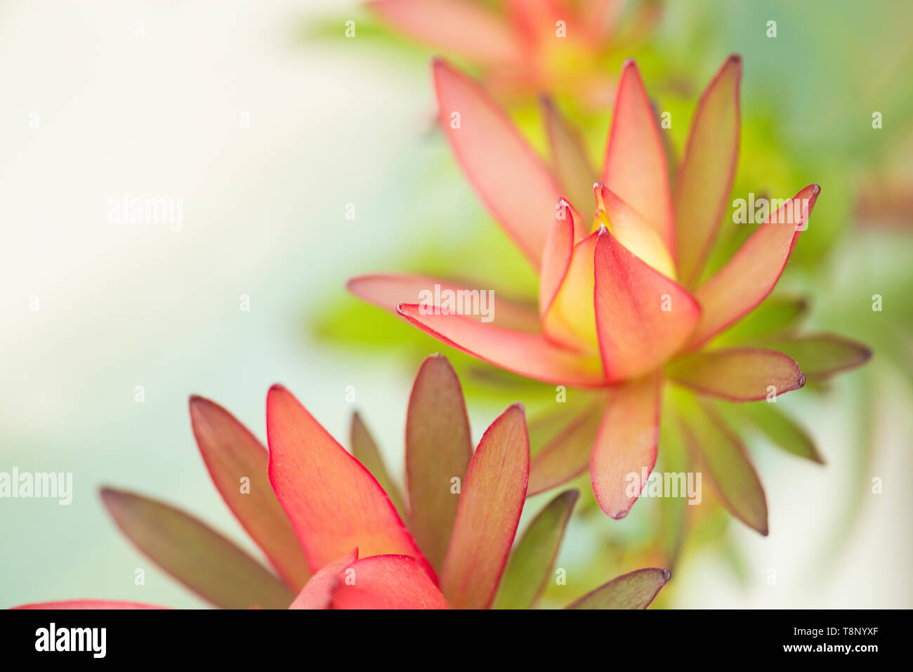 Conebush safari sunset hi-res stock photography and images - Alamy