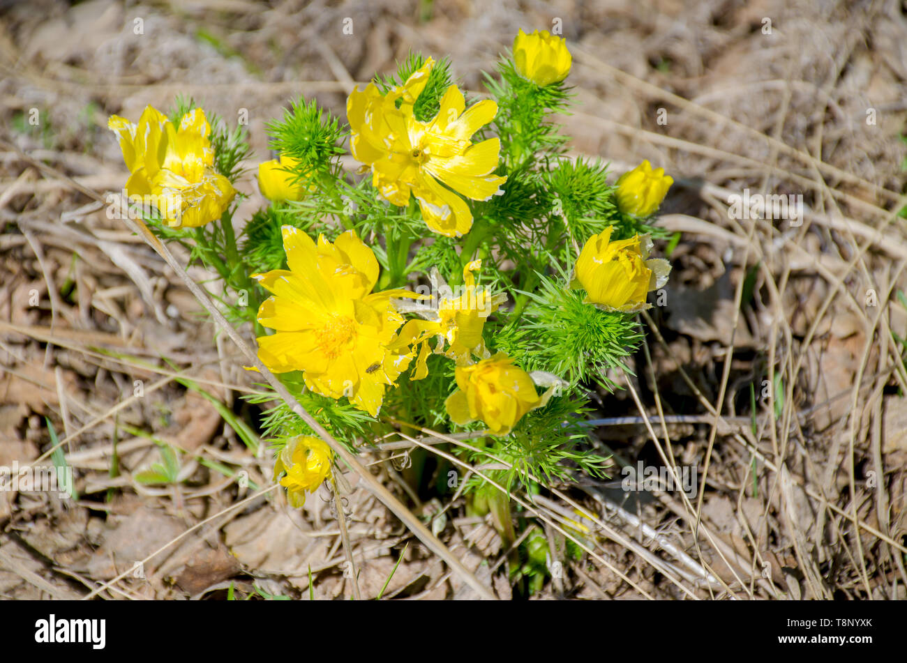 the beautiful spring yellow flower in Sibira Adonis spring Stock Photo ...