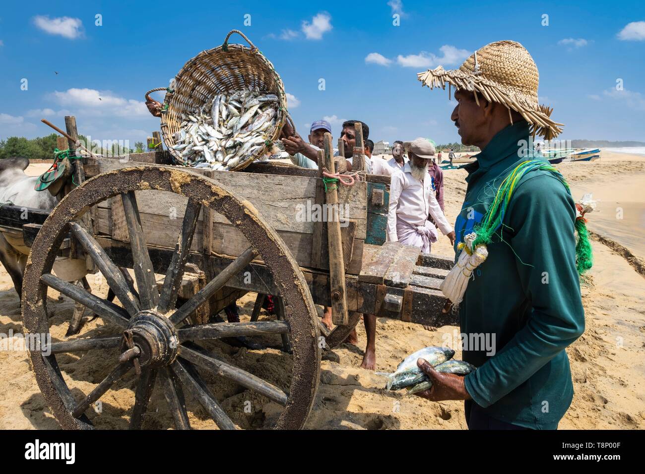 Sri Lanka, Eastern province, Pottuvil, Arugam bay, transport of fish by ...