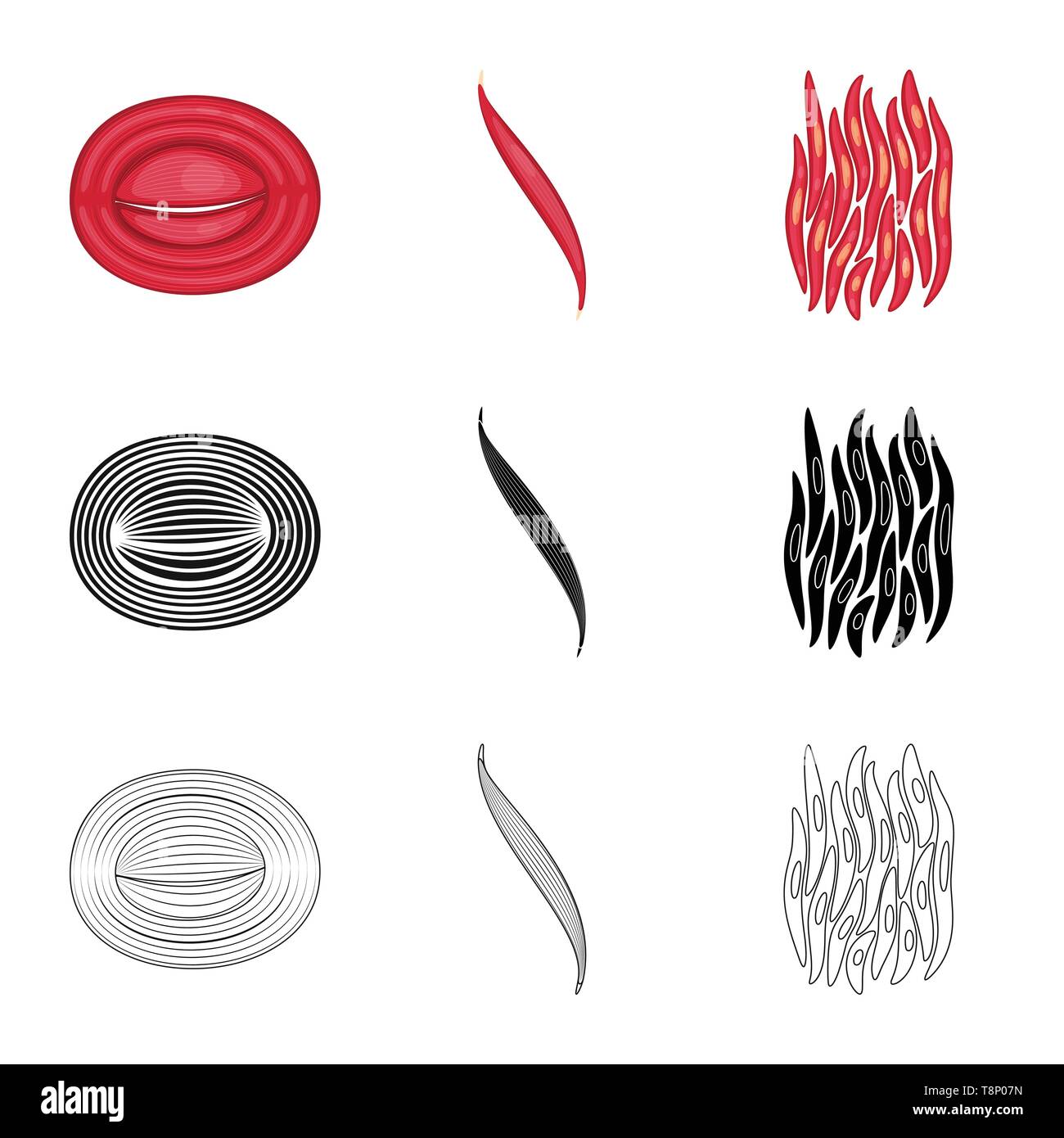 Vector design of fiber and muscular icon. Collection of fiber and body ...