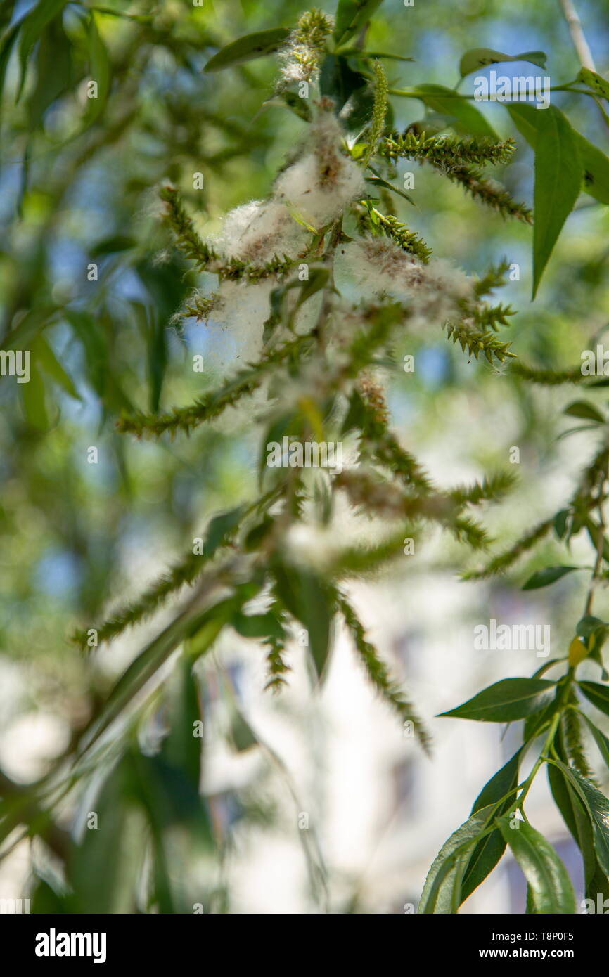 bloom in the spring of some species of willow trees. Willow buds in ...