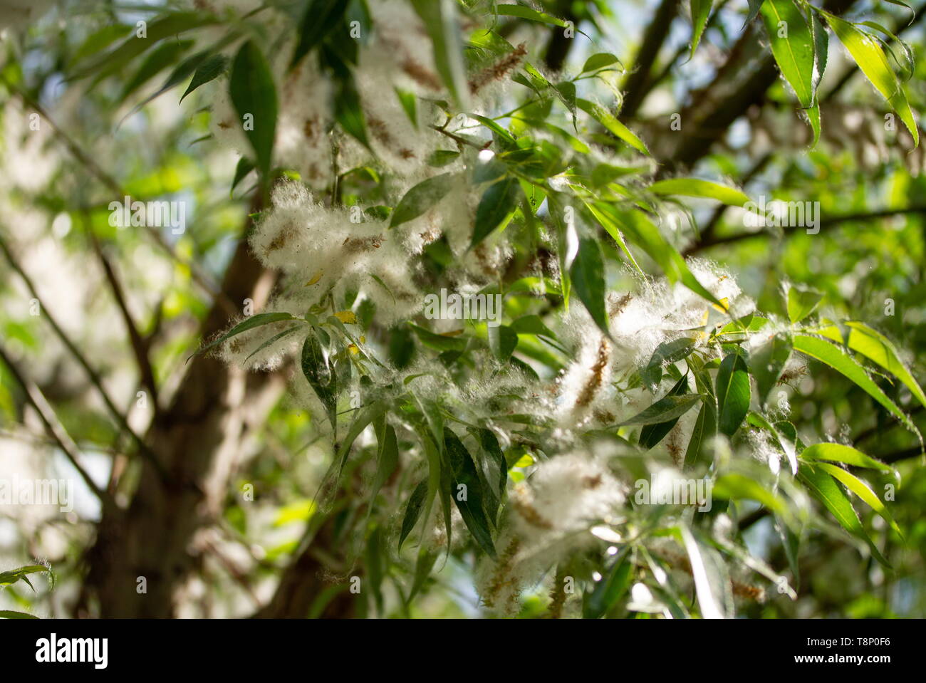 bloom in the spring of some species of willow trees. Willow buds in ...