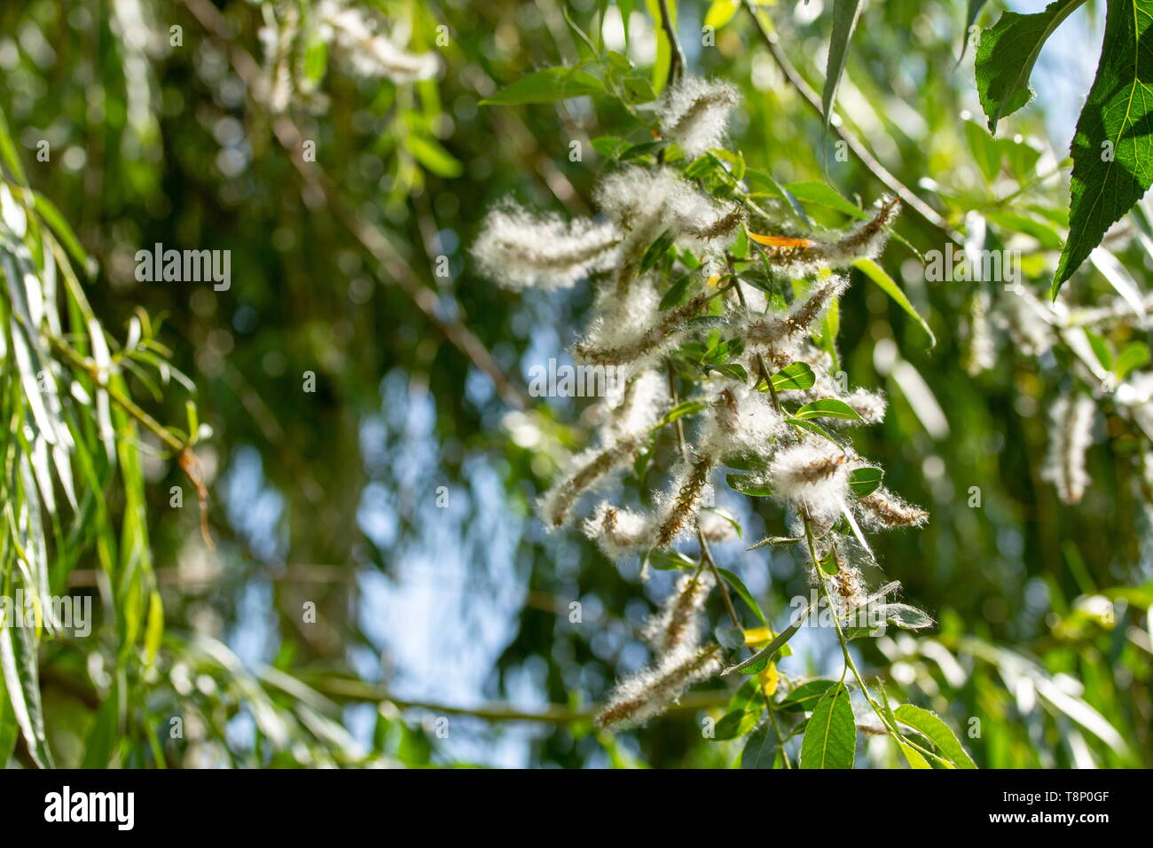 bloom in the spring of some species of willow trees. Willow buds in ...