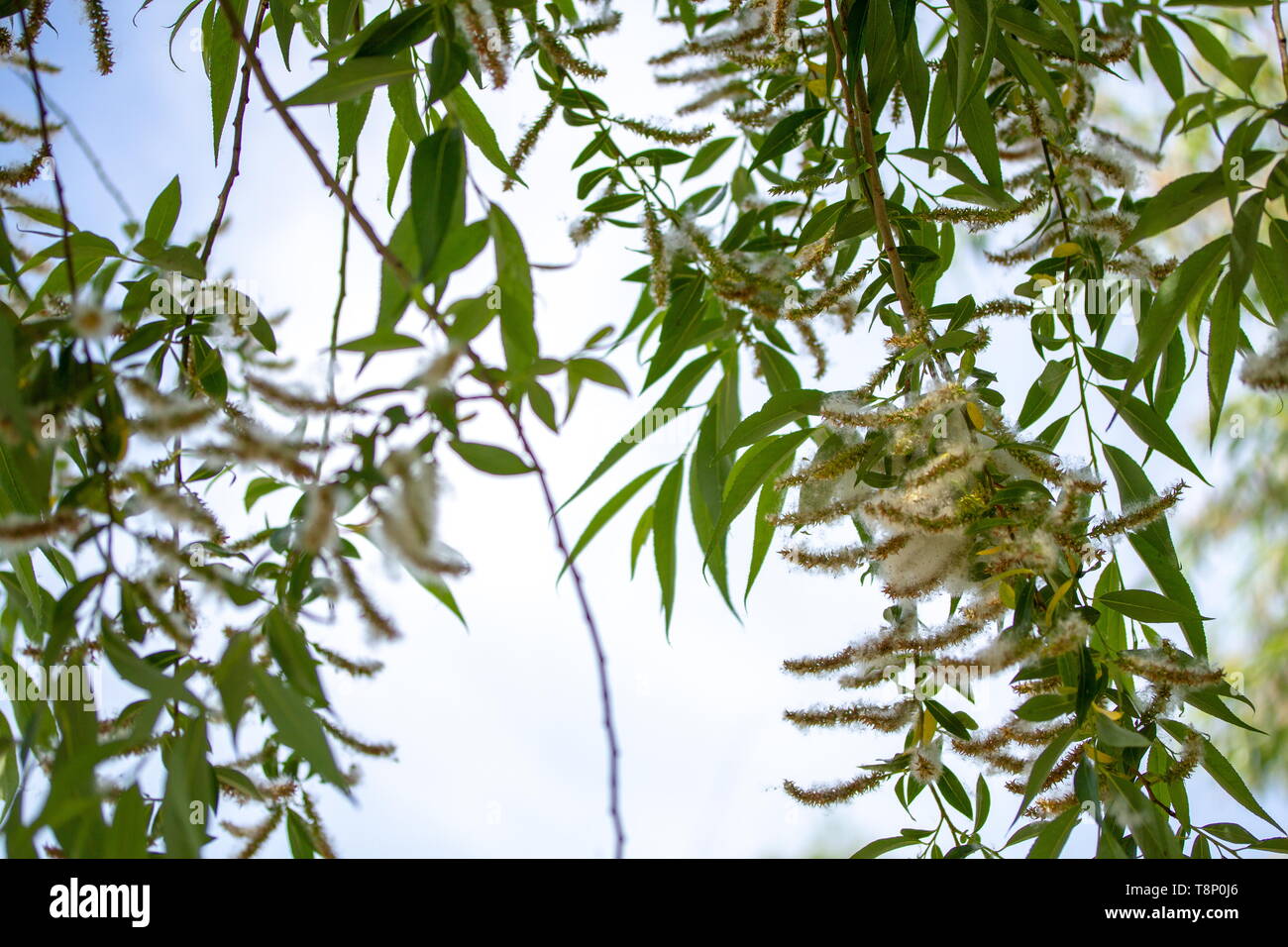 bloom in the spring of some species of willow trees. Willow buds in ...