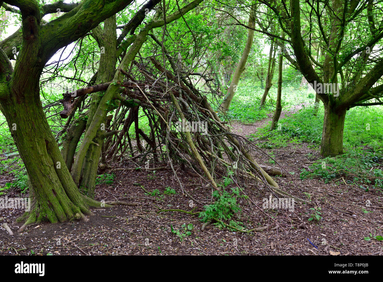 Children's den made from fallen branches in woods by path Stock Photo ...