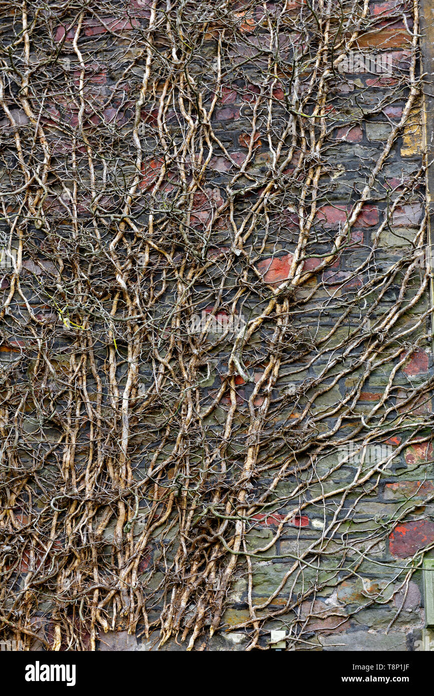 Dead ivy vine growing up stone wall producing pattern Stock Photo - Alamy
