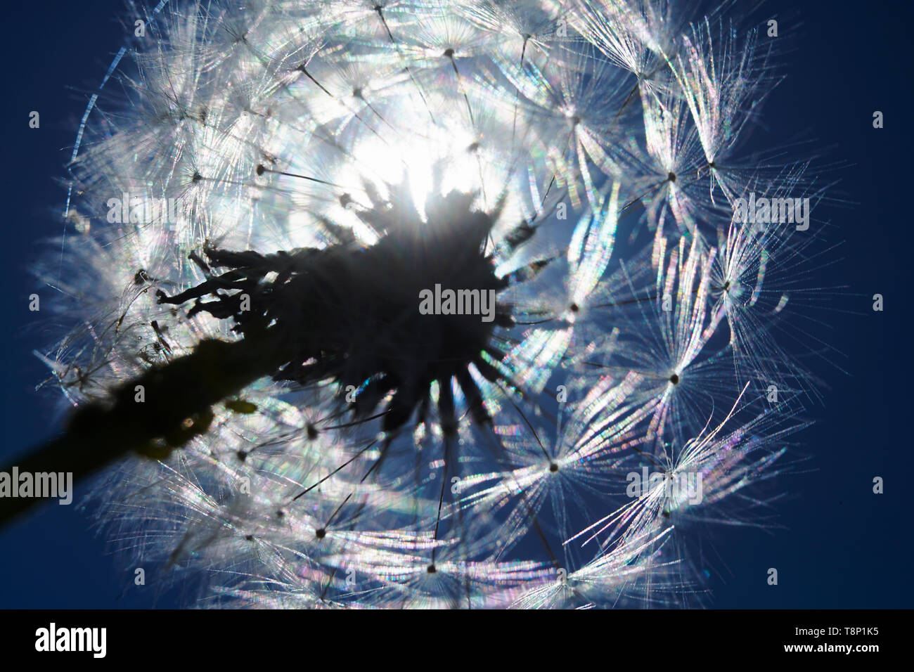 Image of dandelion in the sunshine hi-res stock photography and images ...
