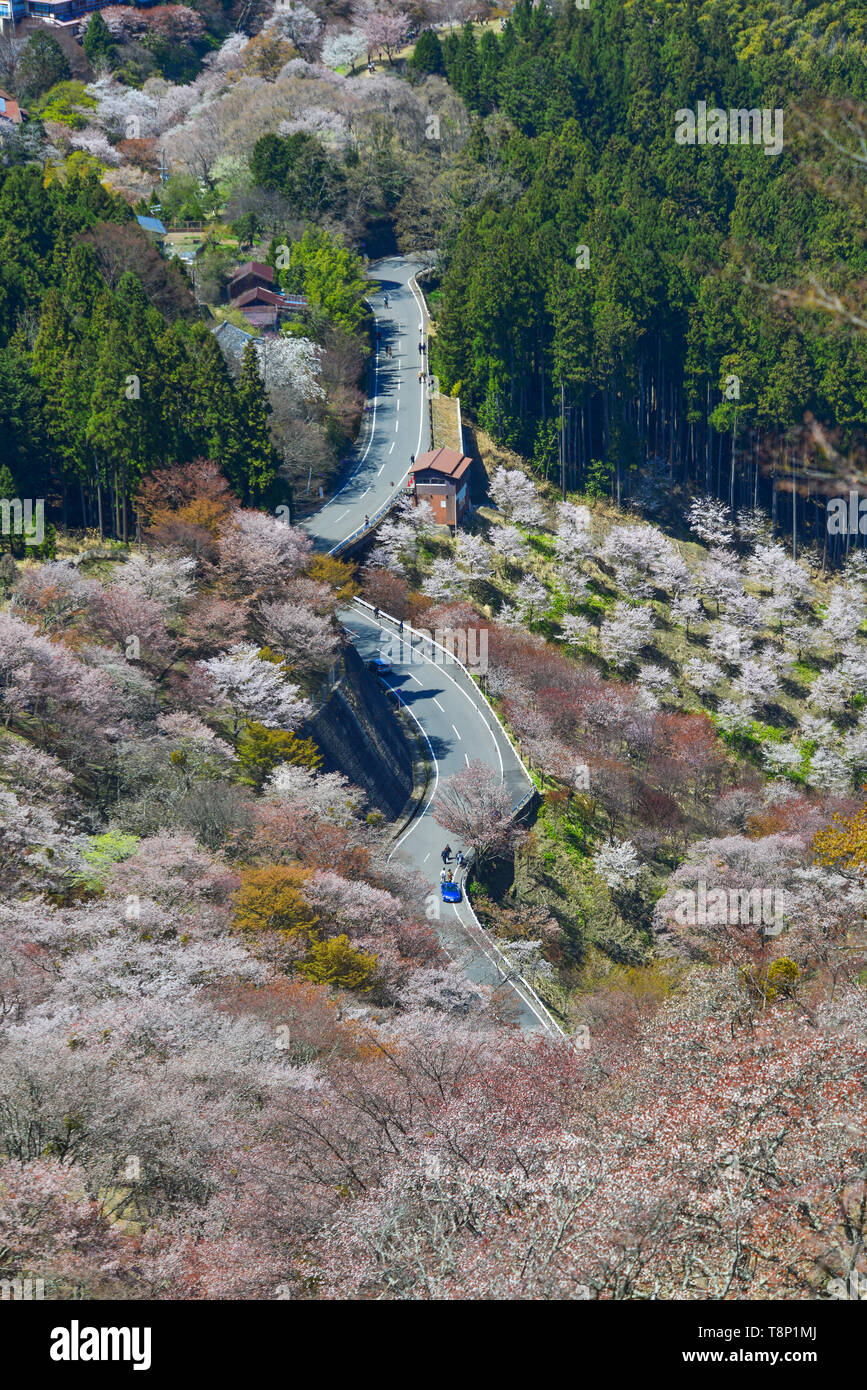 Yoshino Mountain covered by full blossom cherry trees at sunny day in ...