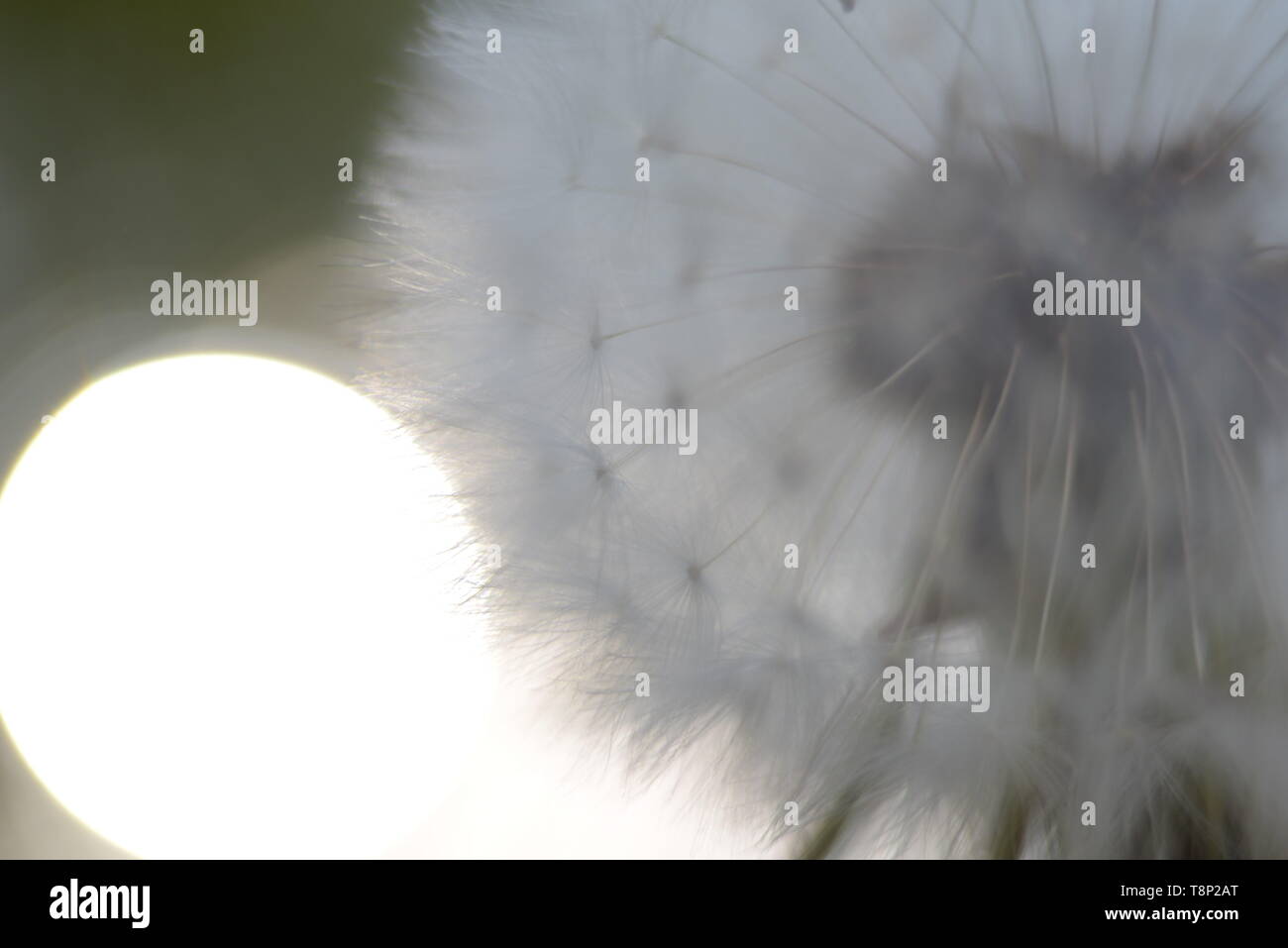 Beautiful close up image of a Dandelion flower in spring sunshine Stock ...