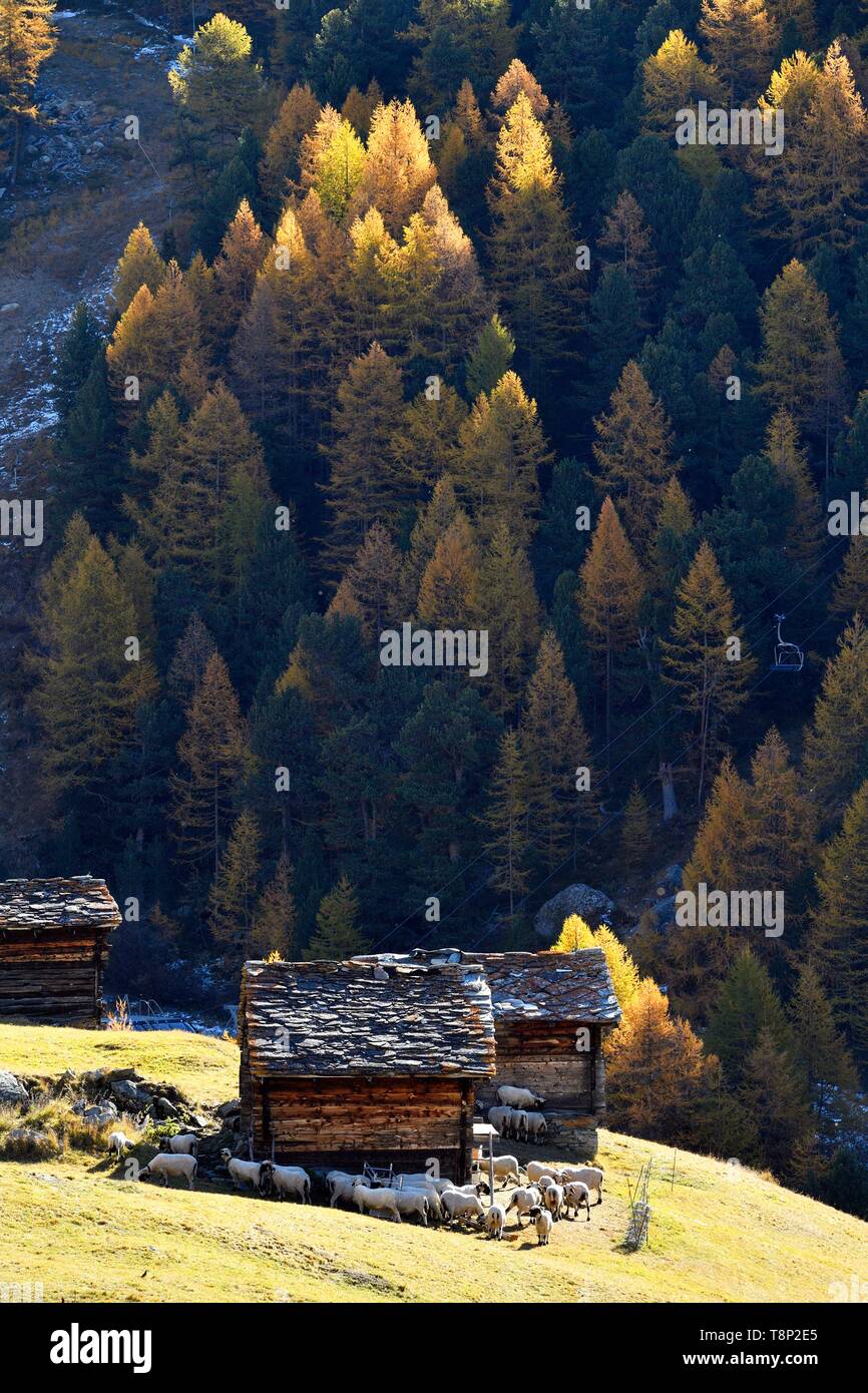Switzerland, canton of Valais, Zermatt, hamlet Findeln at the foot of ...