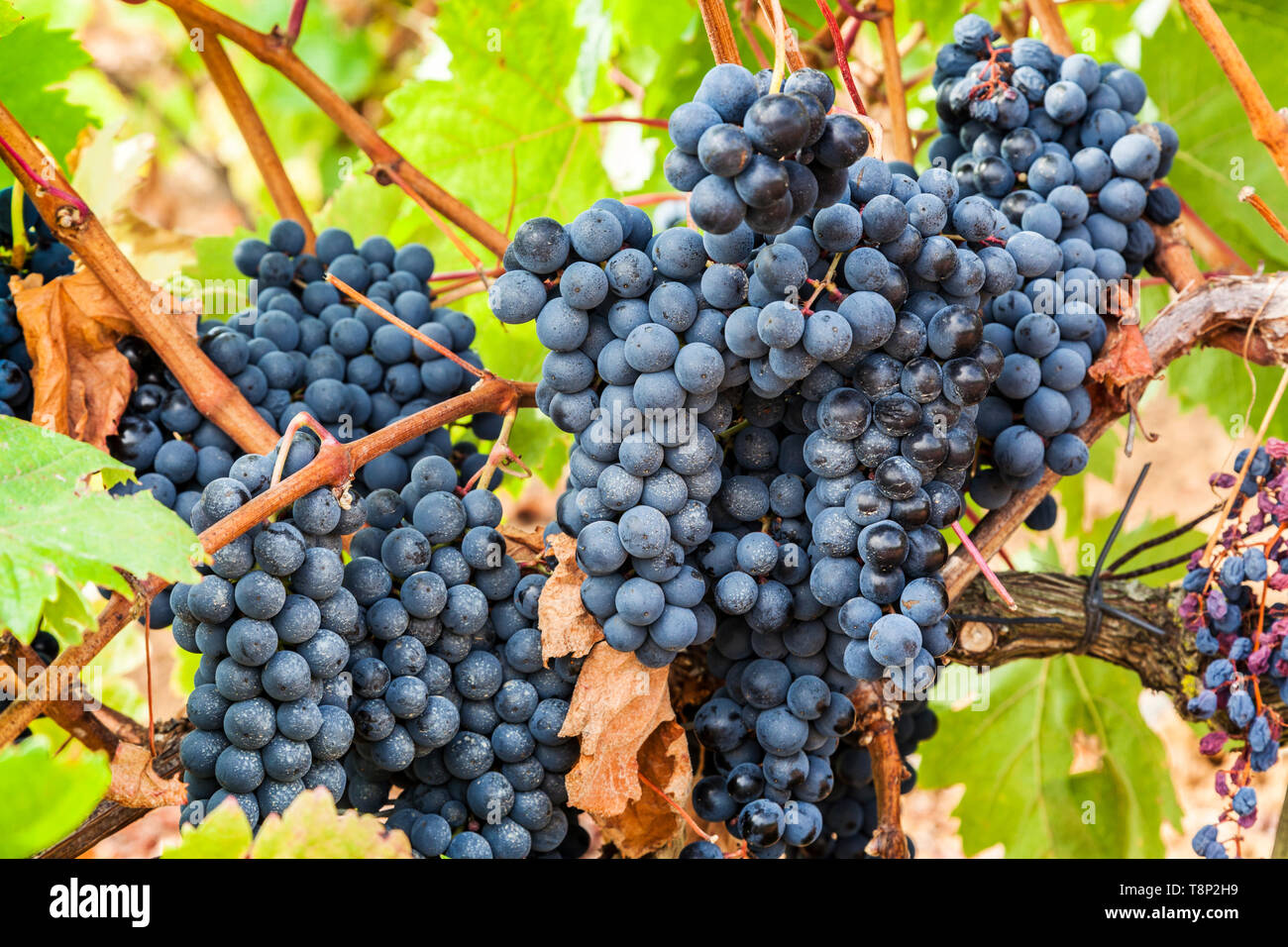 Round grapes on a vine hi-res stock photography and images - Alamy