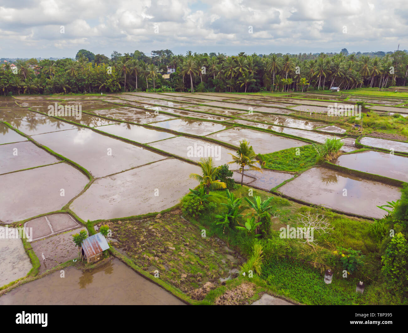 The rice fields are flooded with water. Flooded rice paddies. Agronomic ...