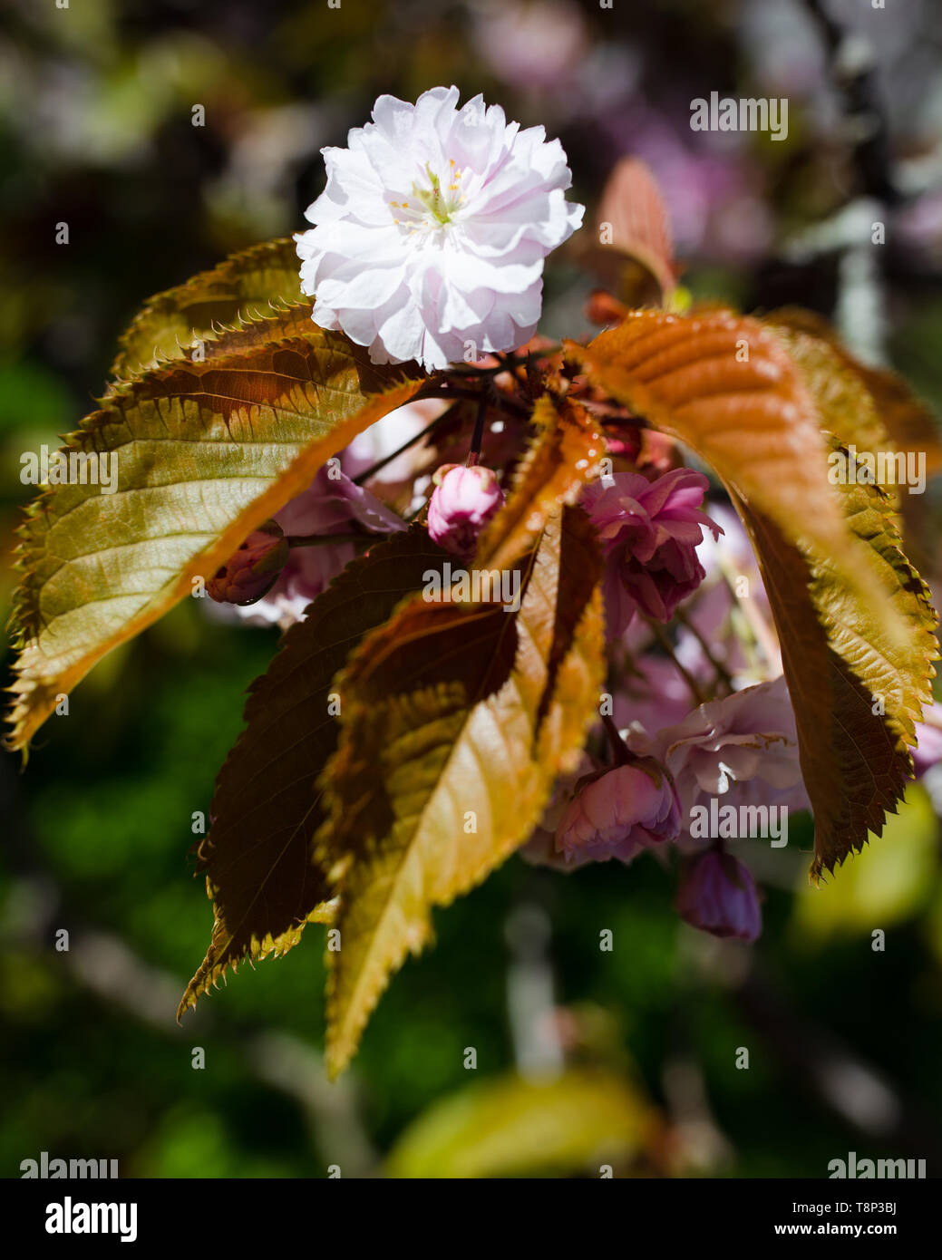 Fruhling blumen hi-res stock photography and images - Alamy