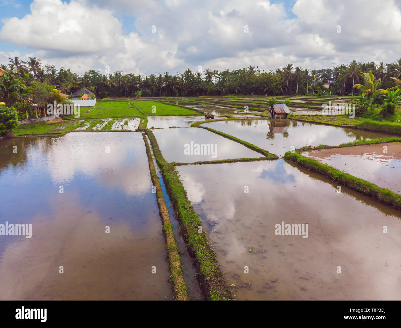 The rice fields are flooded with water. Flooded rice paddies. Agronomic ...