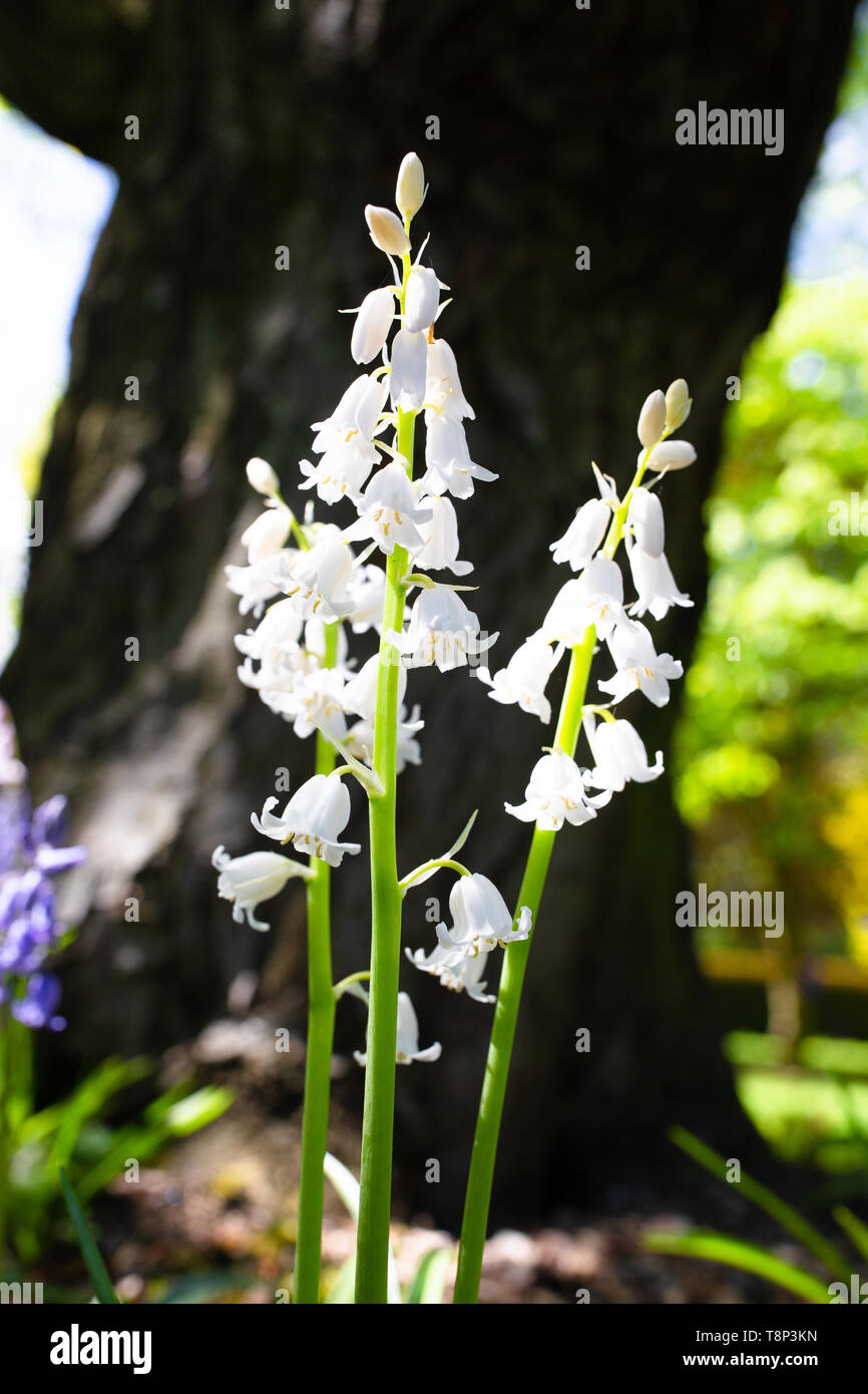 Fruhling blumen hi-res stock photography and images - Alamy