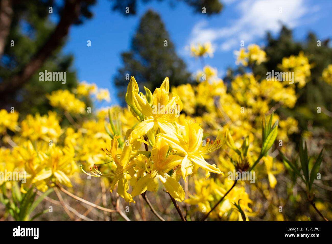 Fruhling blumen hi-res stock photography and images - Alamy