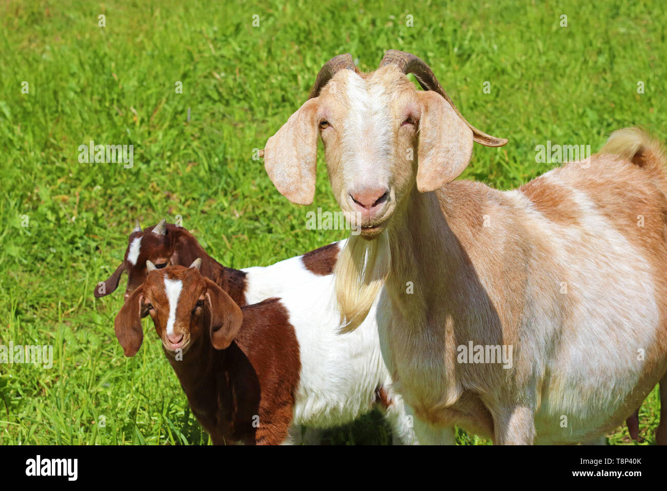 portrait of a female goat with a long beard and with two brown and ...