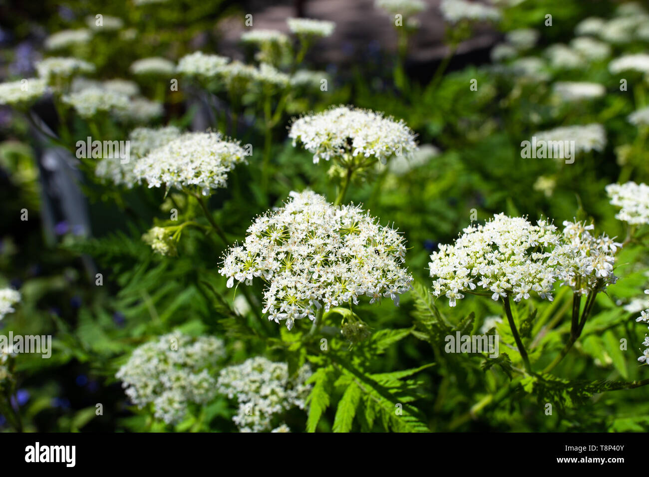 Spring, Frühling, Blumen, Flowers Stock Photo - Alamy