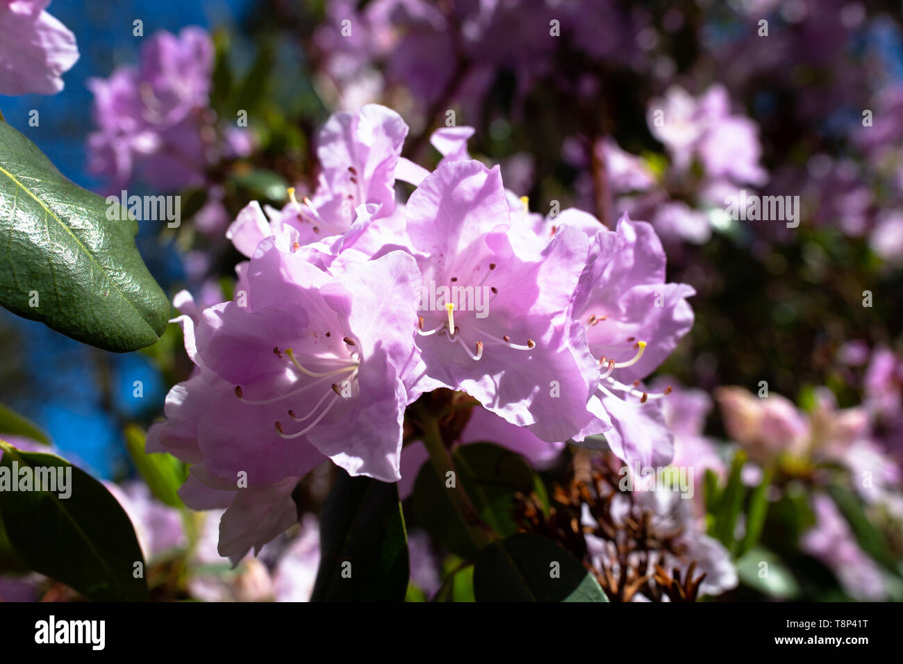 Fruhling blumen hi-res stock photography and images - Alamy