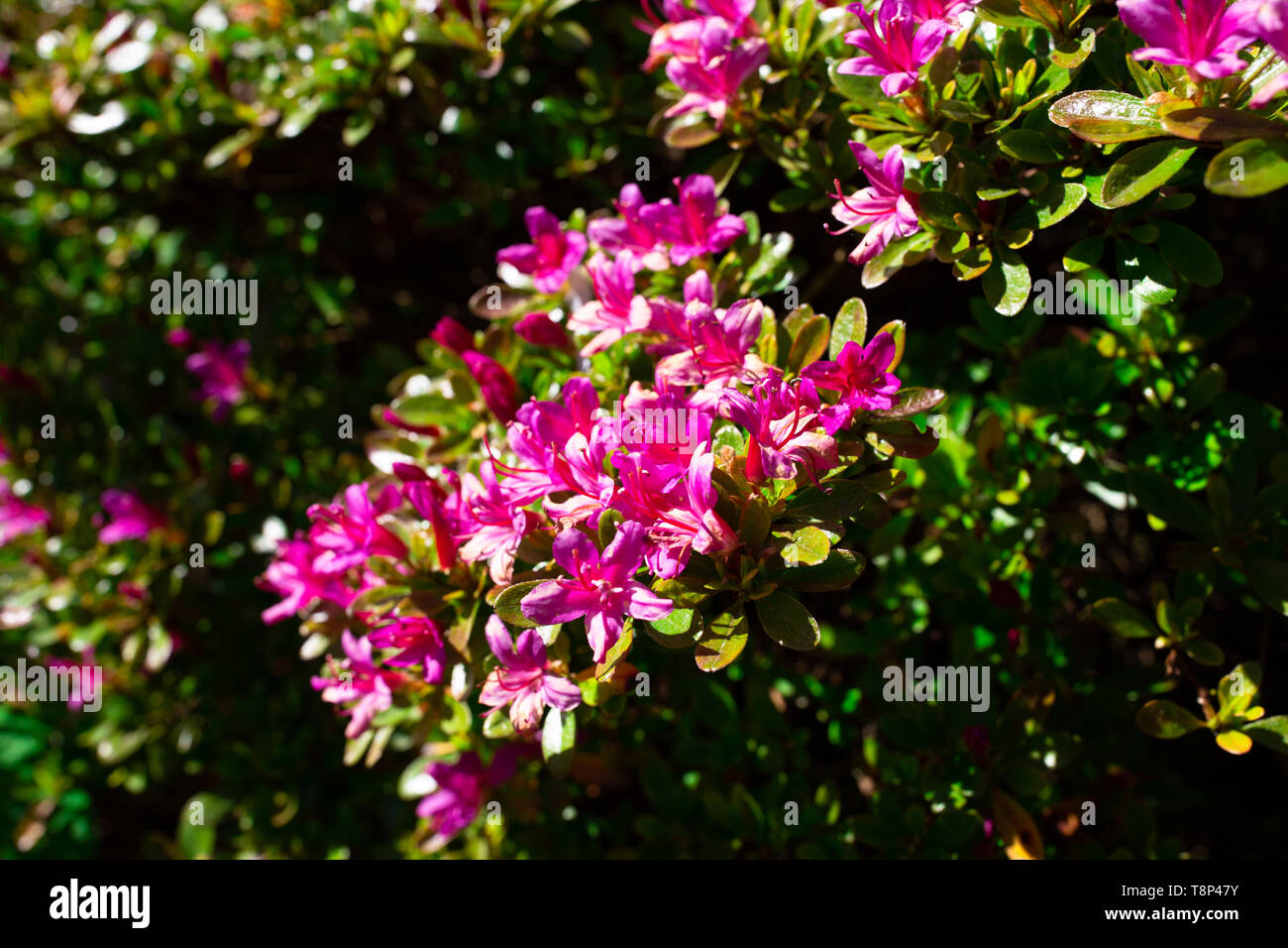 Fruhling blumen hi-res stock photography and images - Alamy