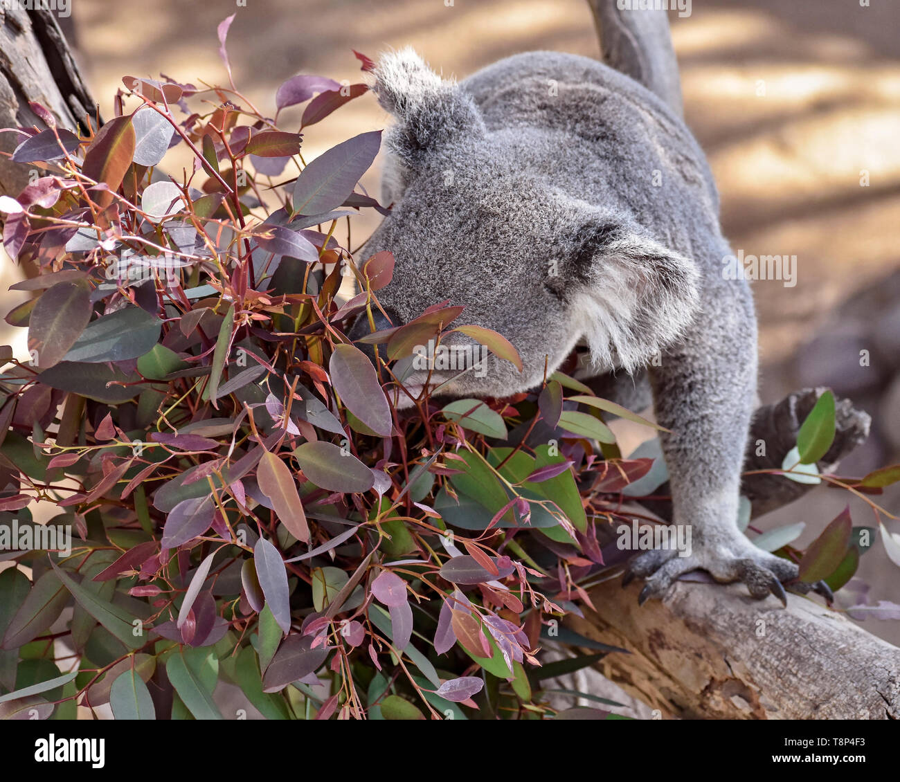 Koala eating eucalyptus leaves hi-res stock photography and images - Alamy