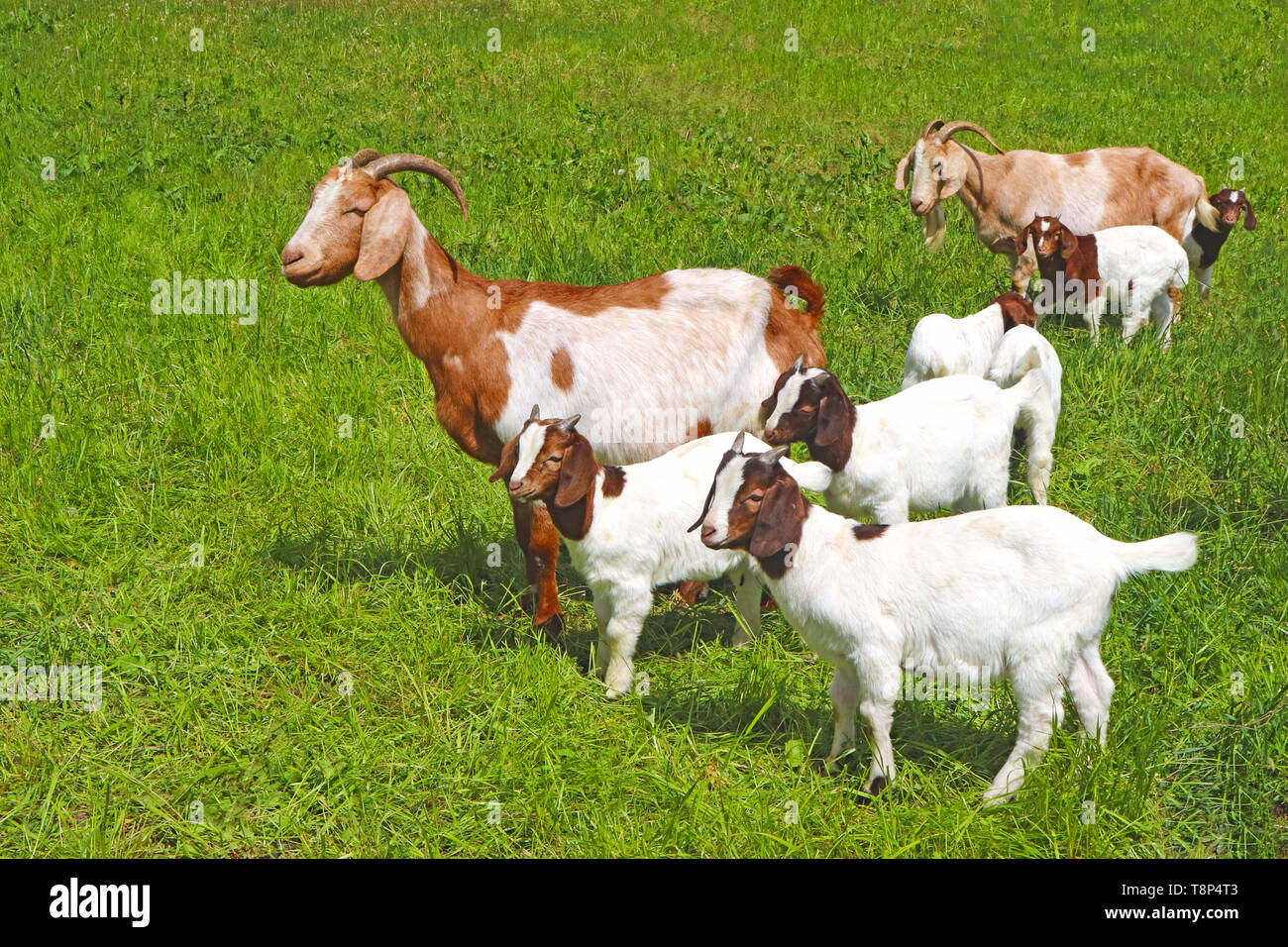 herd of goats with many cute kid goats on a pasture Stock Photo - Alamy