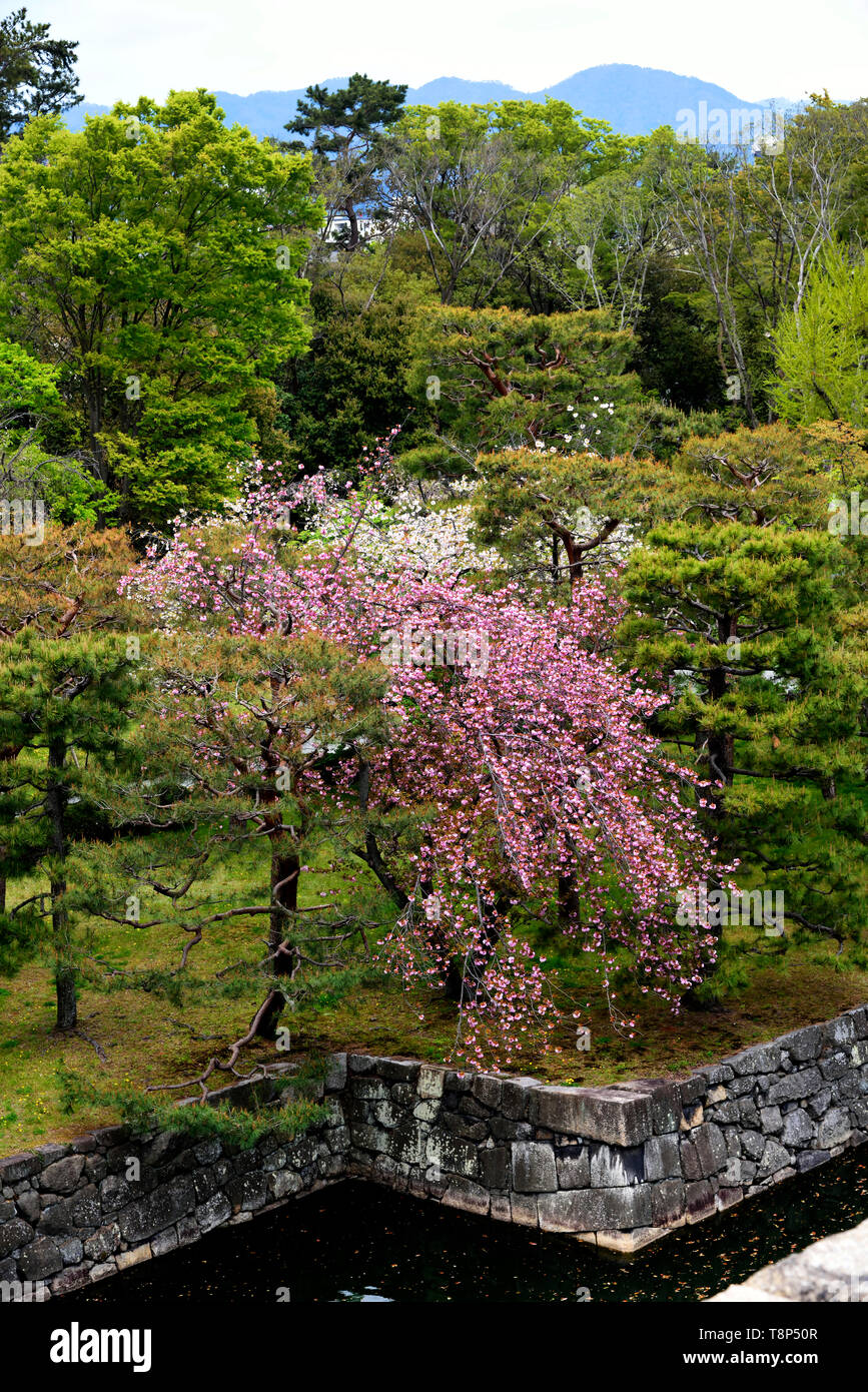 Cherry blossom nijo castle kyoto hi-res stock photography and images ...