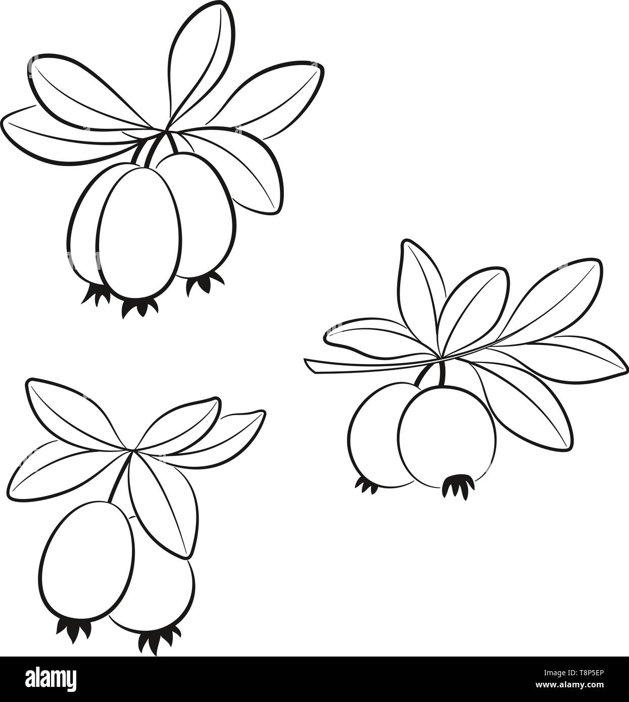 Feijoa exotic tropical fruit Stock Vector Images - Alamy