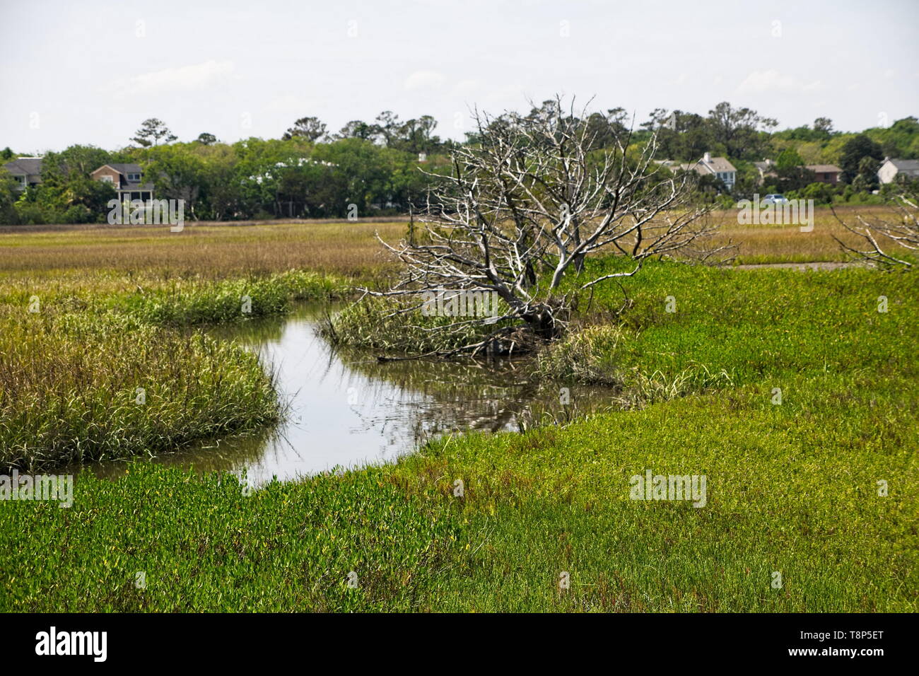 A river running through a salt water wetland marsh at high tide Stock ...