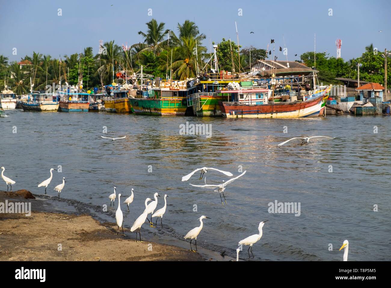 Sri Lanka, Western province, Negombo, fishing boats in Negombo lagoon ...