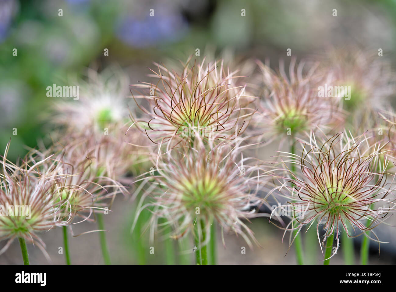 Anemone fruits hi-res stock photography and images - Alamy