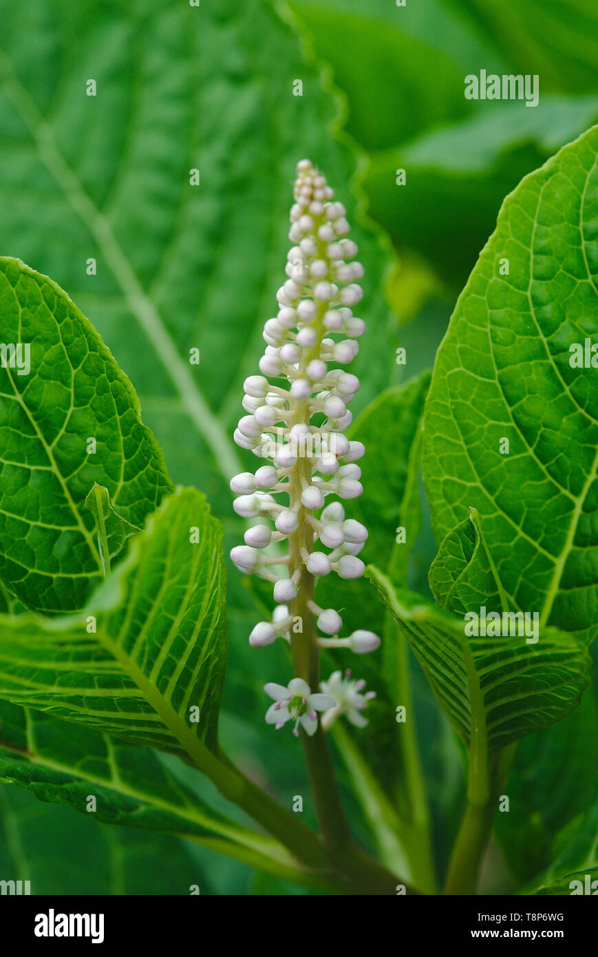 Inflorescence of cluster Phytolacus, or American grape (Phytolaccaceae ...
