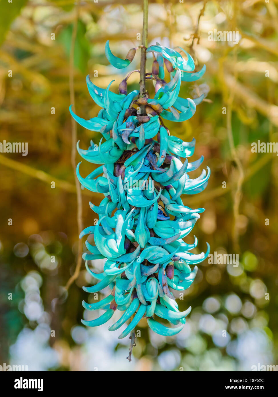 Beautiful blue purple of Tiger claw flowers in Dalat, Vietnam Stock ...