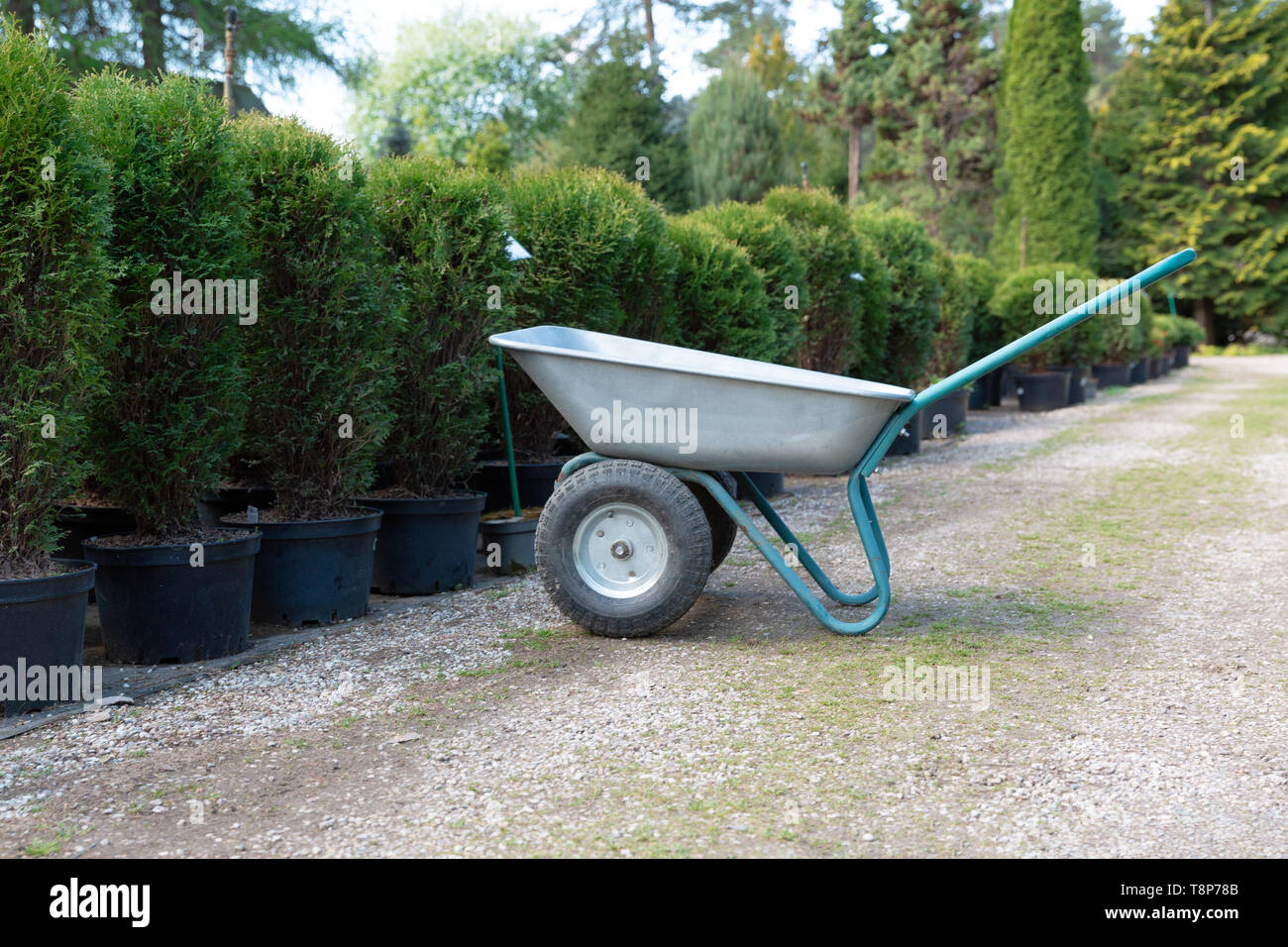 Garden wheelbarrow in front of row of coniferous trees in tree plant ...