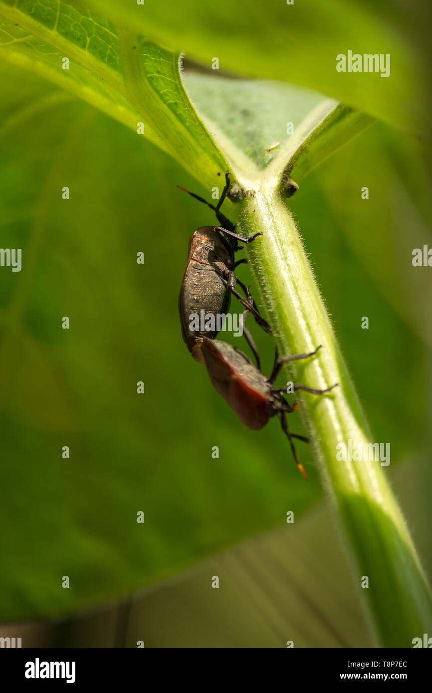 Gandhi insects Mating Stock Photo - Alamy