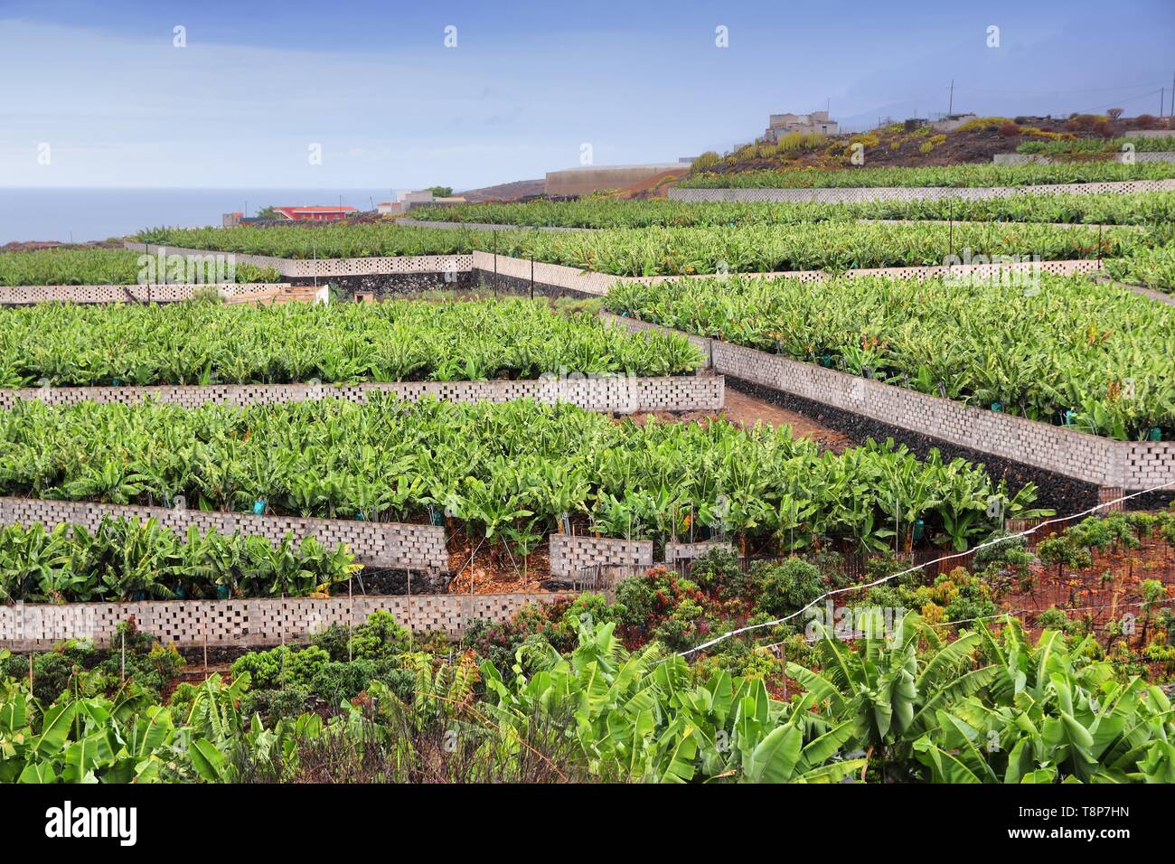 Tenerife, Canary Islands, Spain - banana farm. Plantation with banana ...