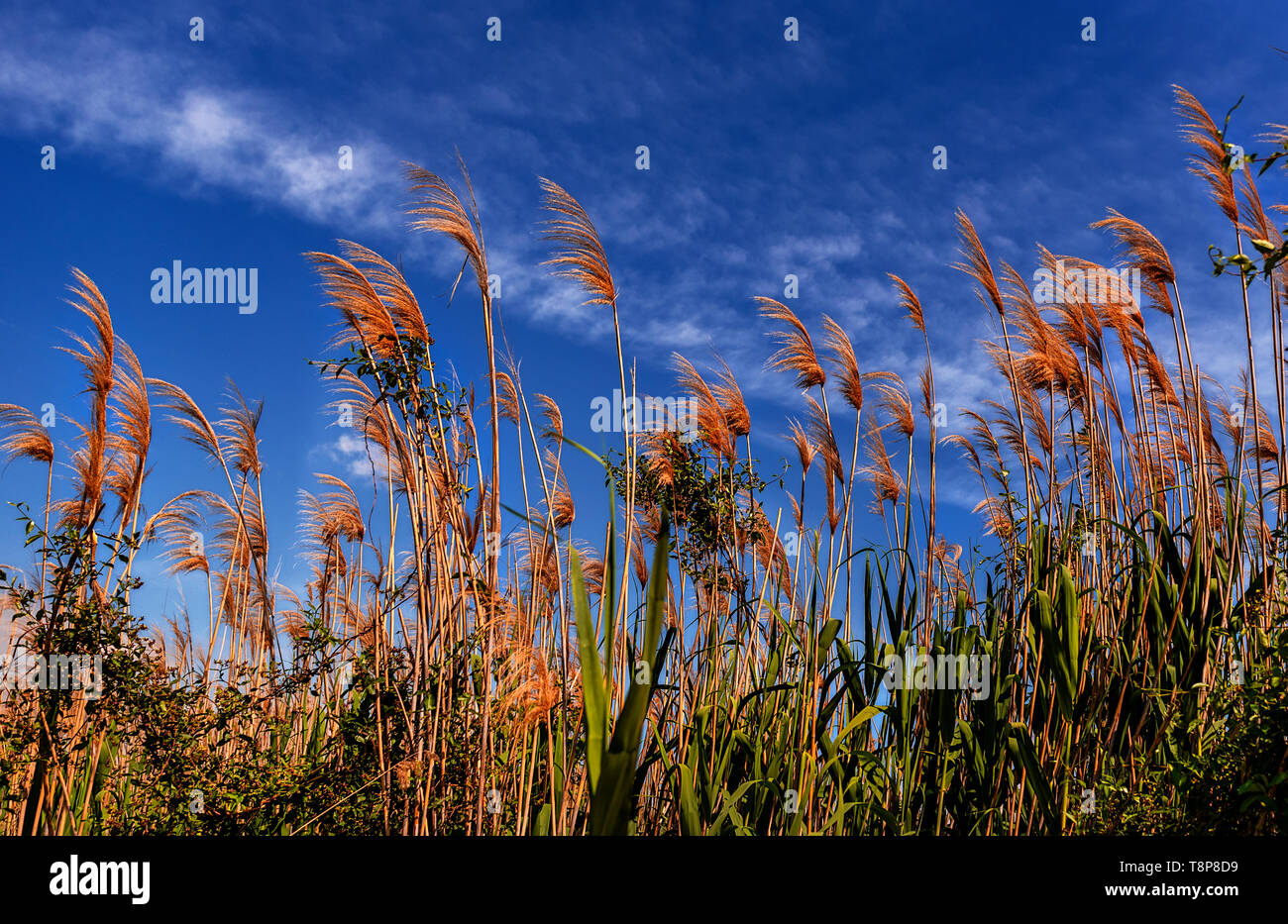 reeds of the Teos ancient city seferihisar Izmir Turkey Stock Photo - Alamy