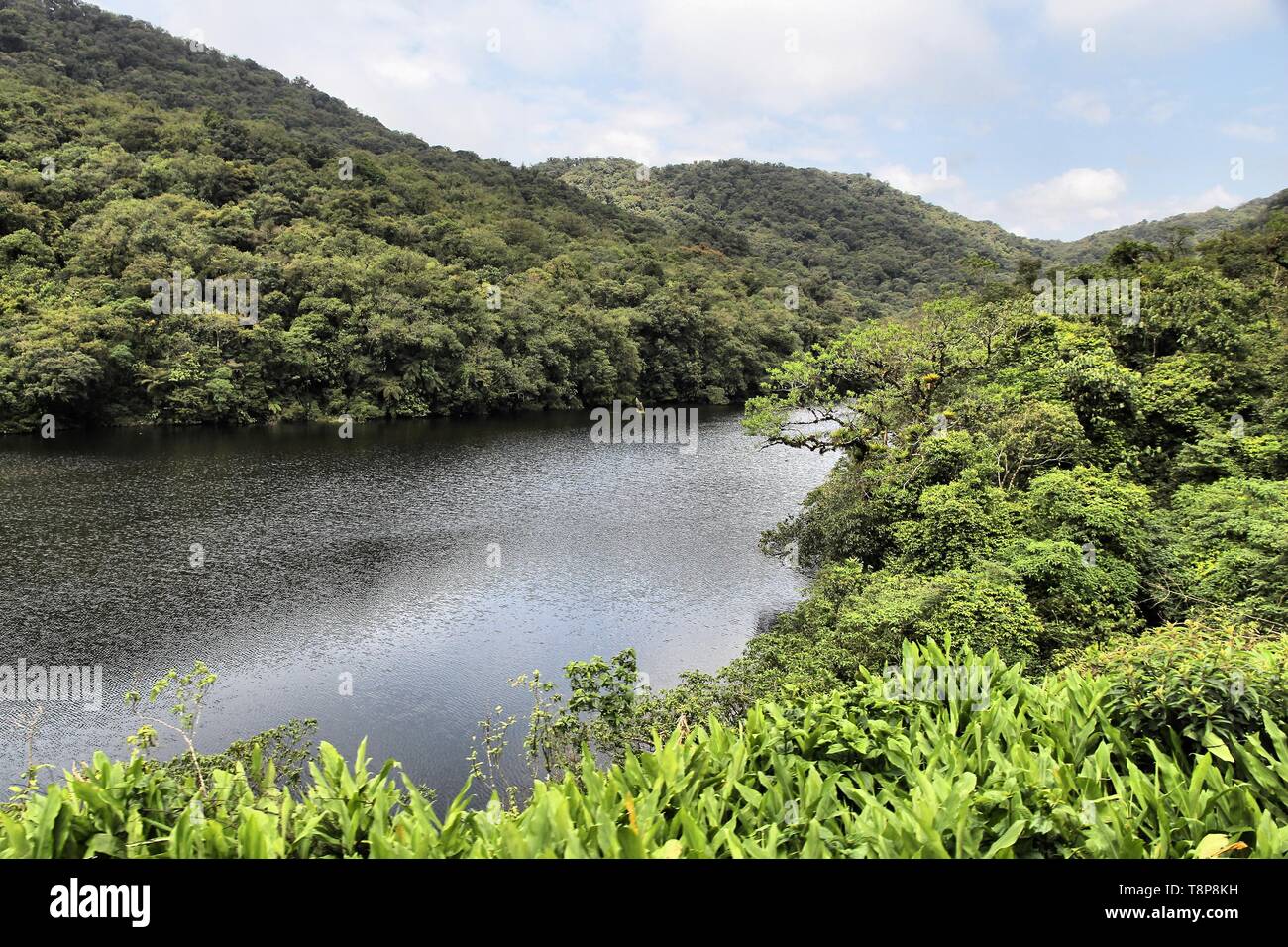 Brazil - jungle in Parana region. Rainforest nature Stock Photo - Alamy