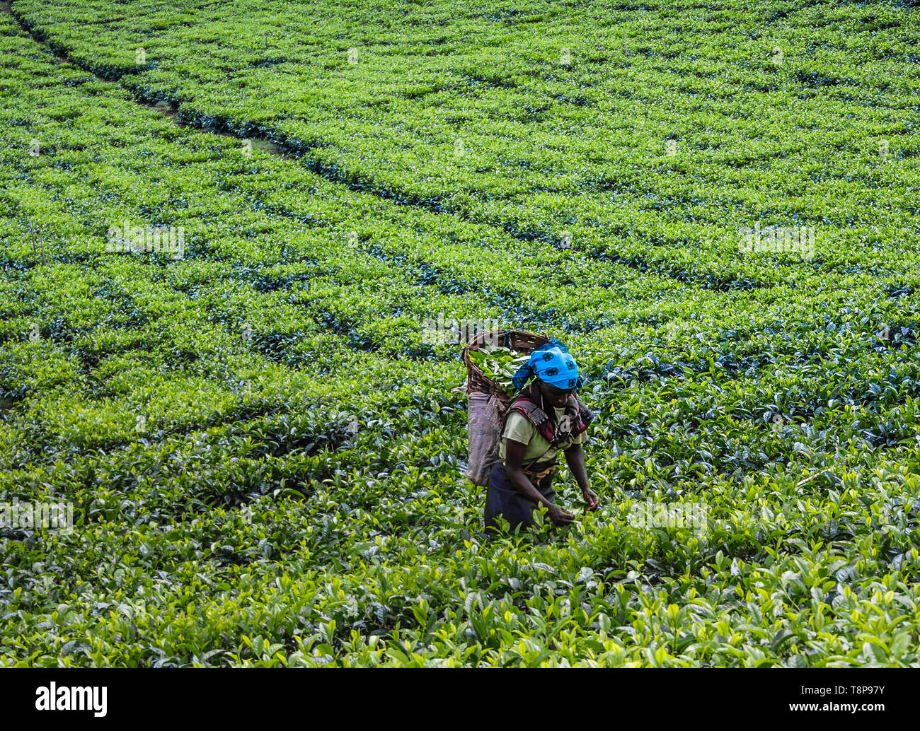 Malawian woman tea picker at work in the middle of a field of tea ...