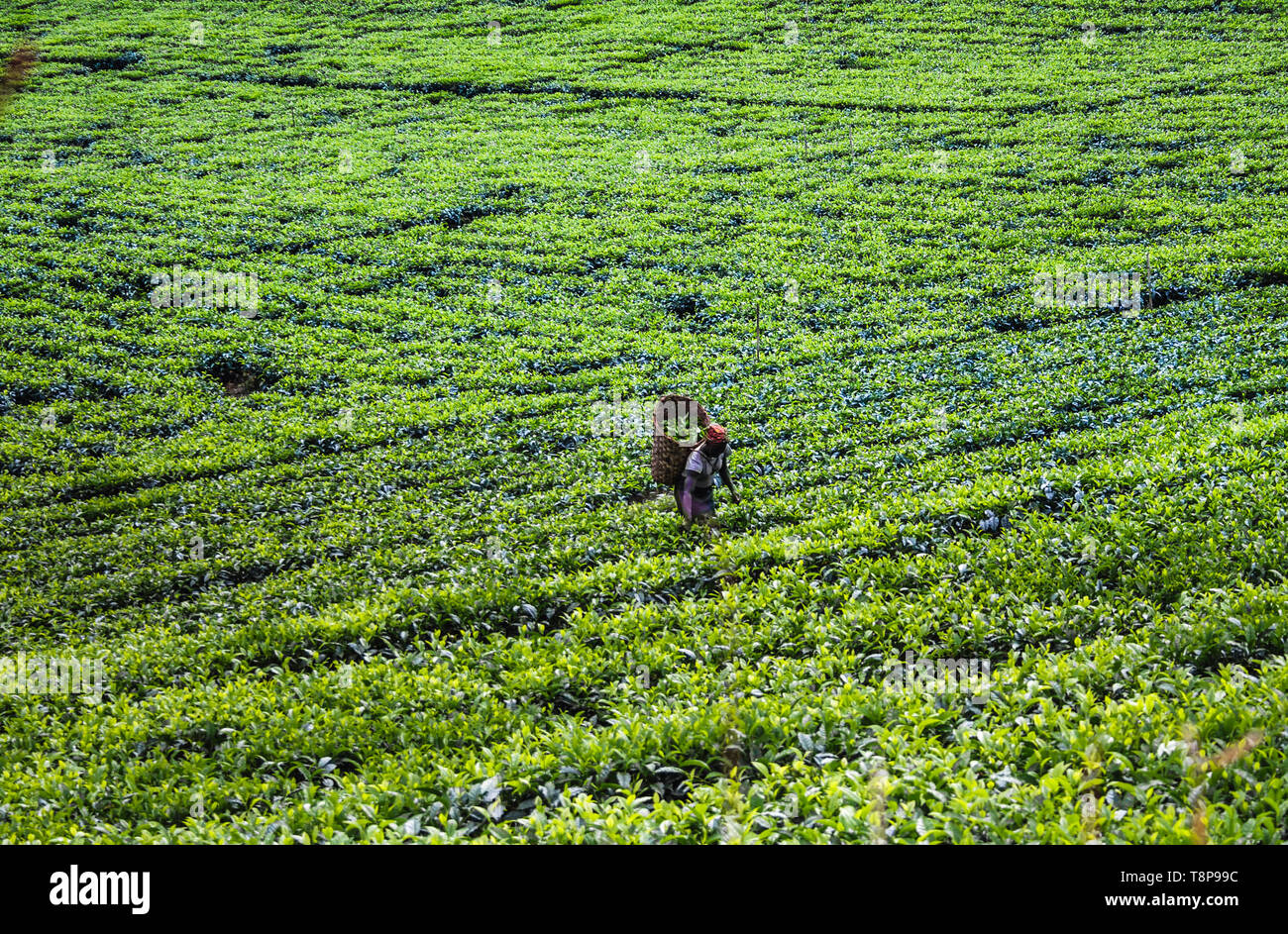 Mulanje mountain in malawi hi-res stock photography and images - Alamy