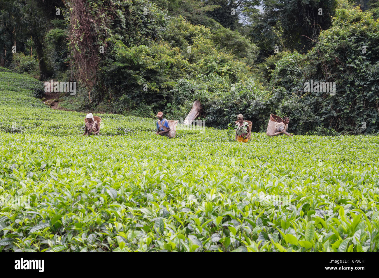 male and female Malawian tea pickers at work in the middle of a field ...