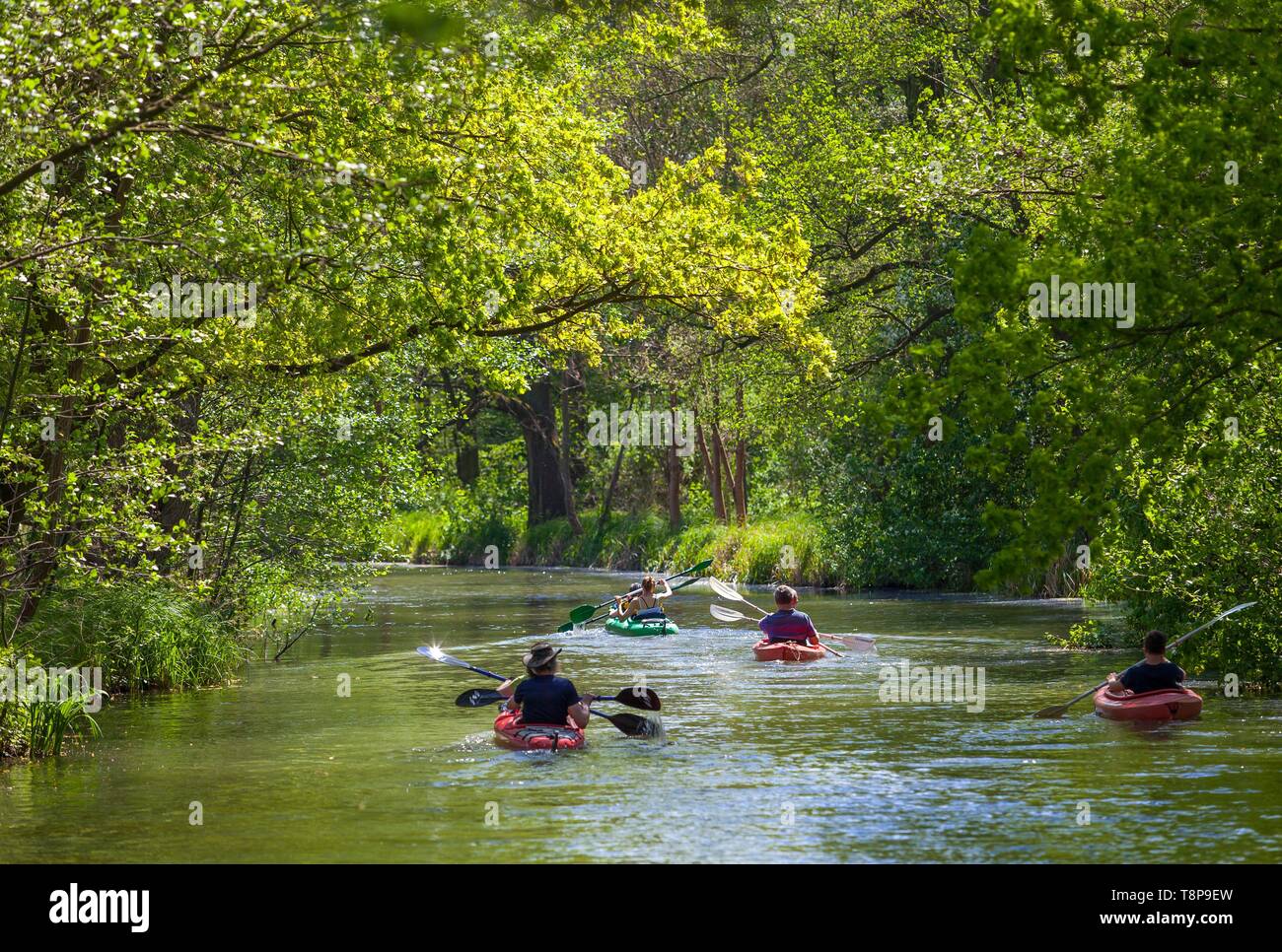 Spring in the Spree forest (Spreewald), paddlers near Burg in ...