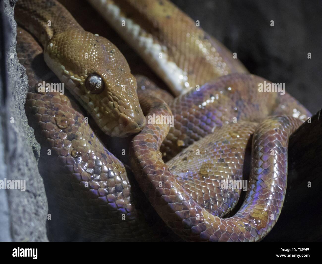 Garden Tree Boa, february 2019 | usage worldwide Stock Photo - Alamy