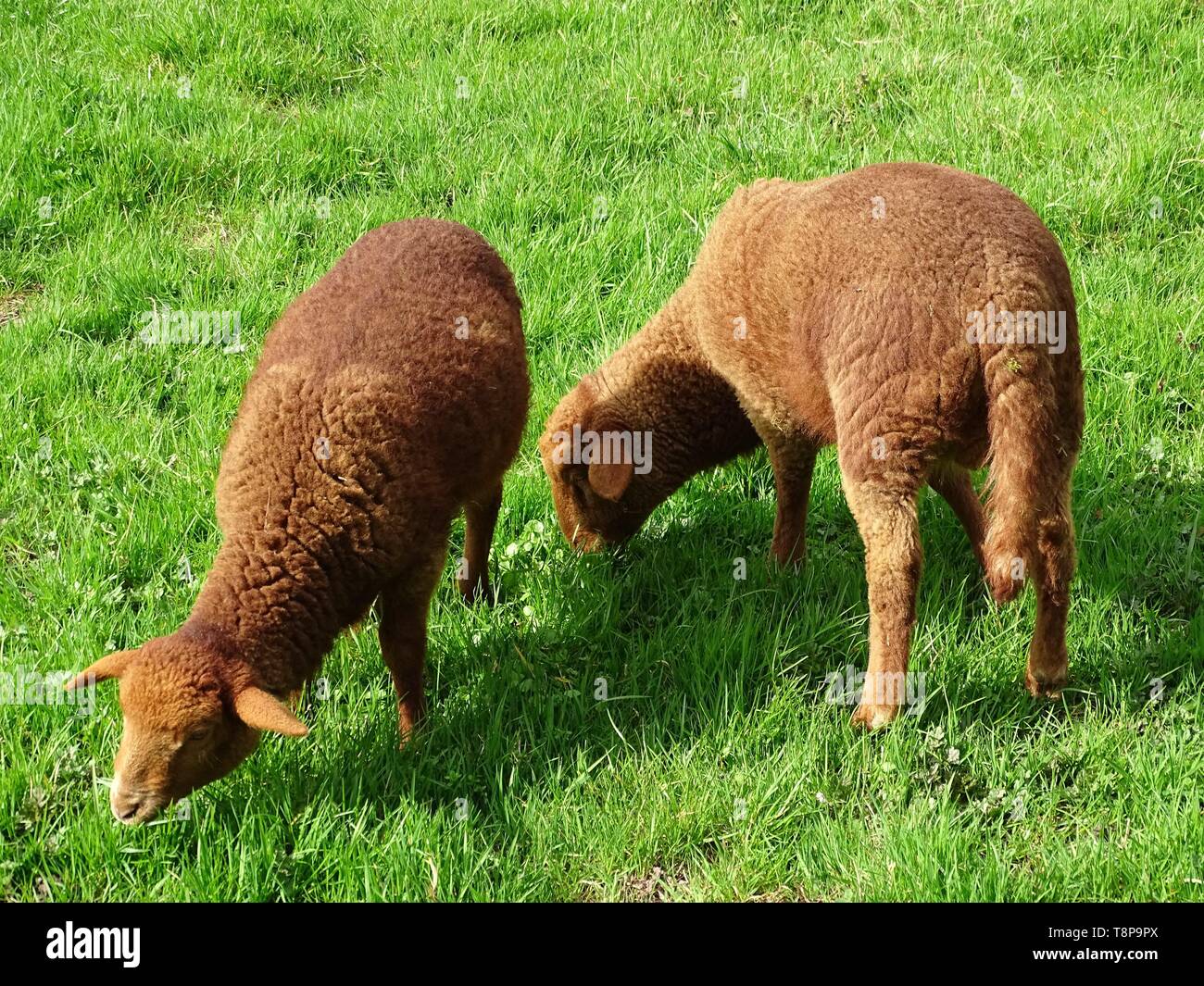 The Coburg Fox Sheep Lambs Photo 03/27/2019 | usage worldwide Stock ...