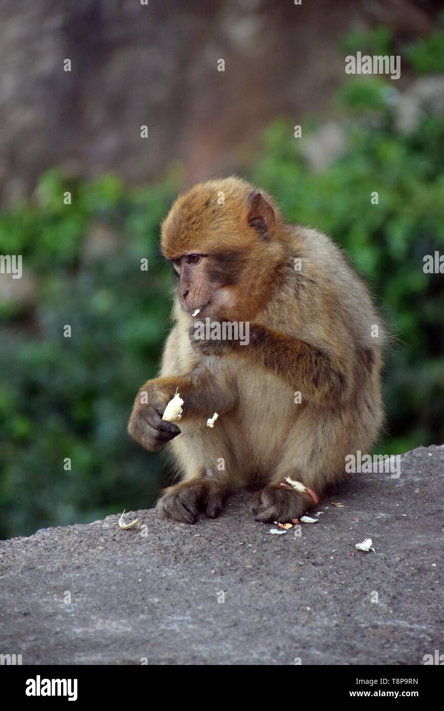The viewpoint Cap Carbon with monkeys on 02.04.2019 near the port of ...