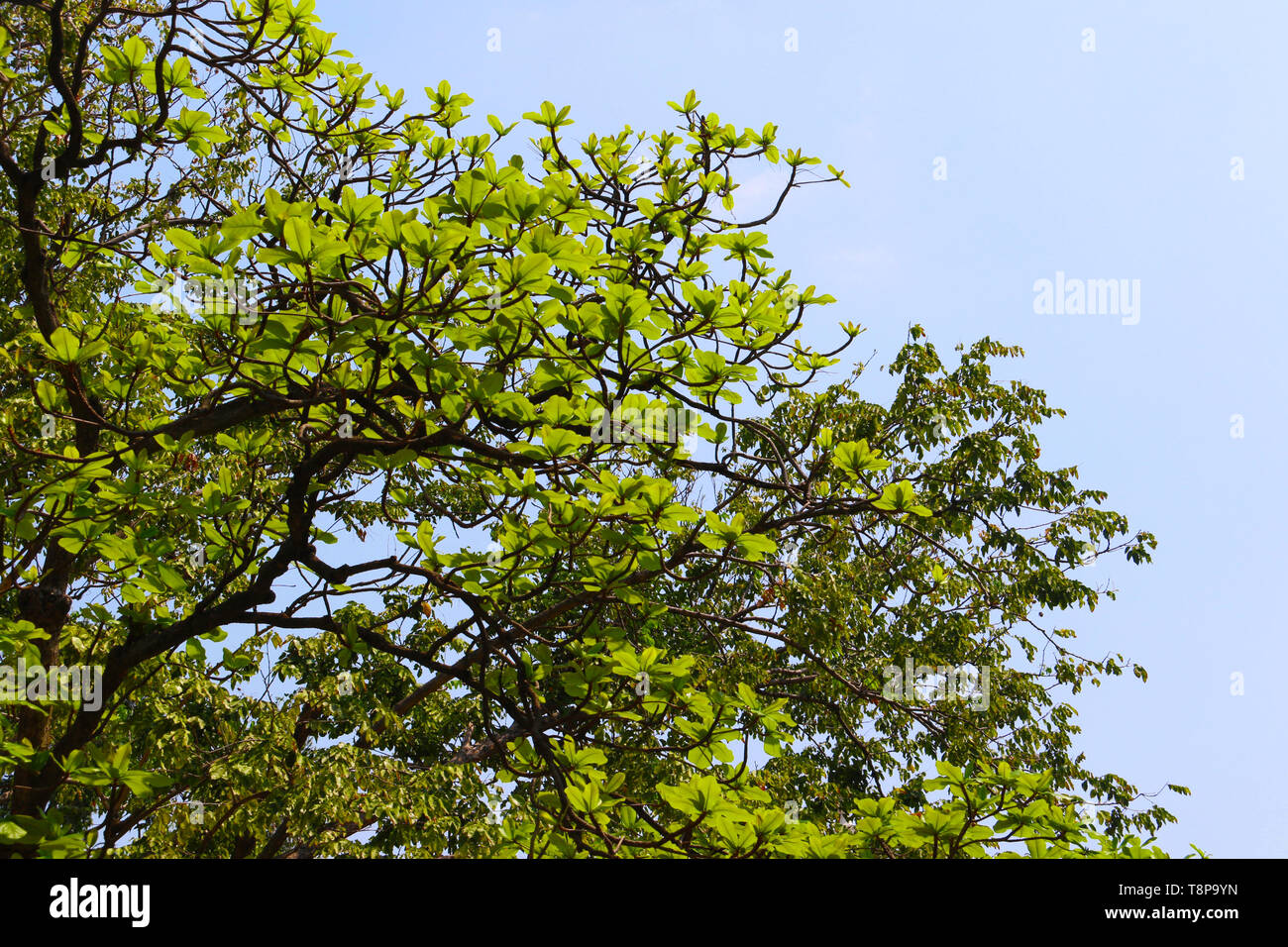 The big tree with fresh green leaves on branch on blue sky background ...