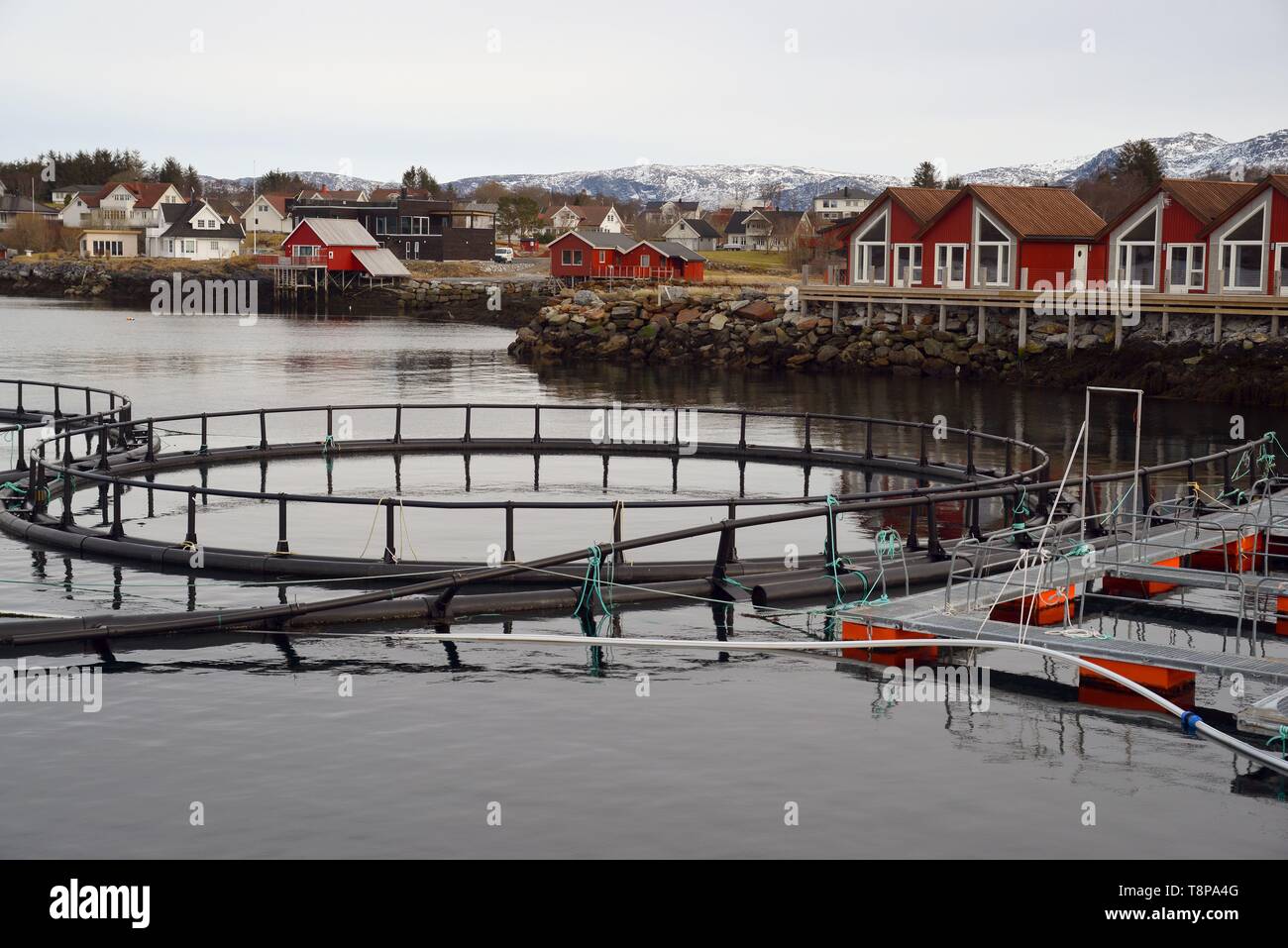A salmon breeding station near Brønnøysund | usage worldwide Stock ...