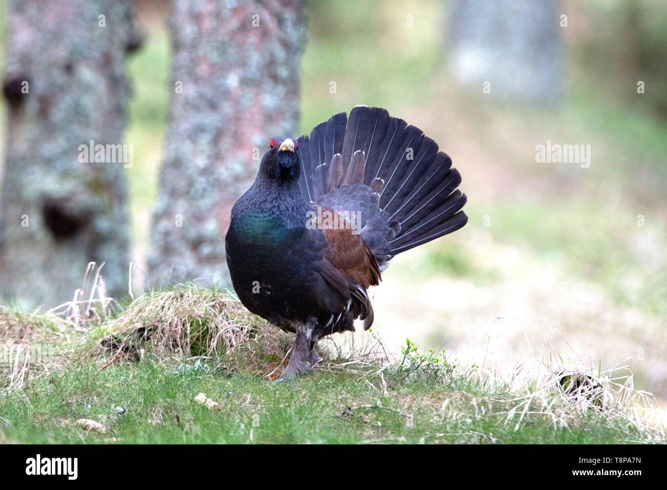 Black forest grouse | usage worldwide Stock Photo - Alamy